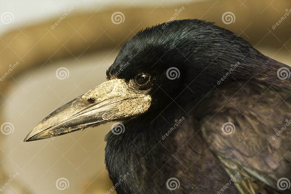 Retrato del grajo imagen de archivo. Imagen de estrépito - 13279079