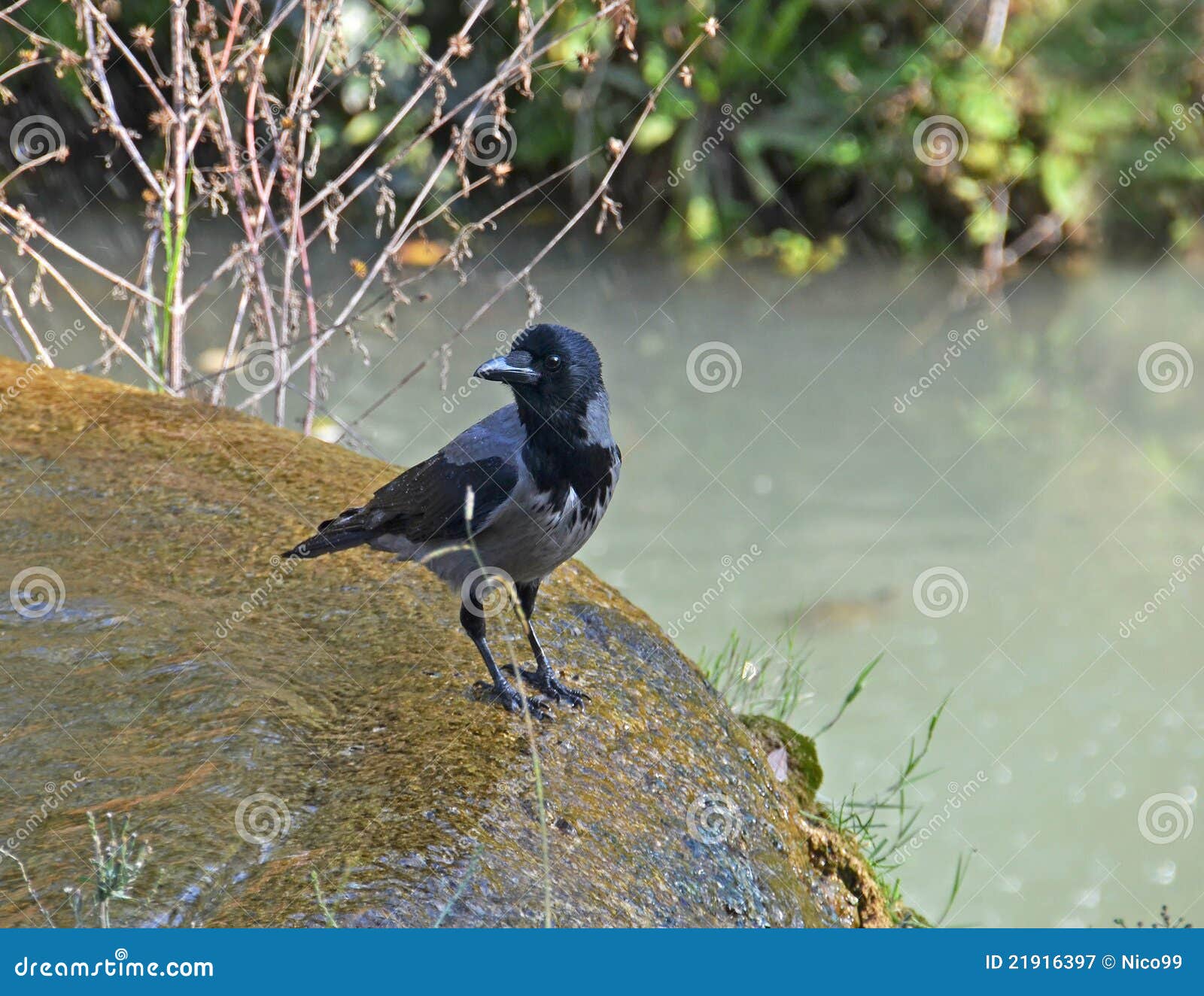Retrato del grajo imagen de archivo. Imagen de animales - 21916397