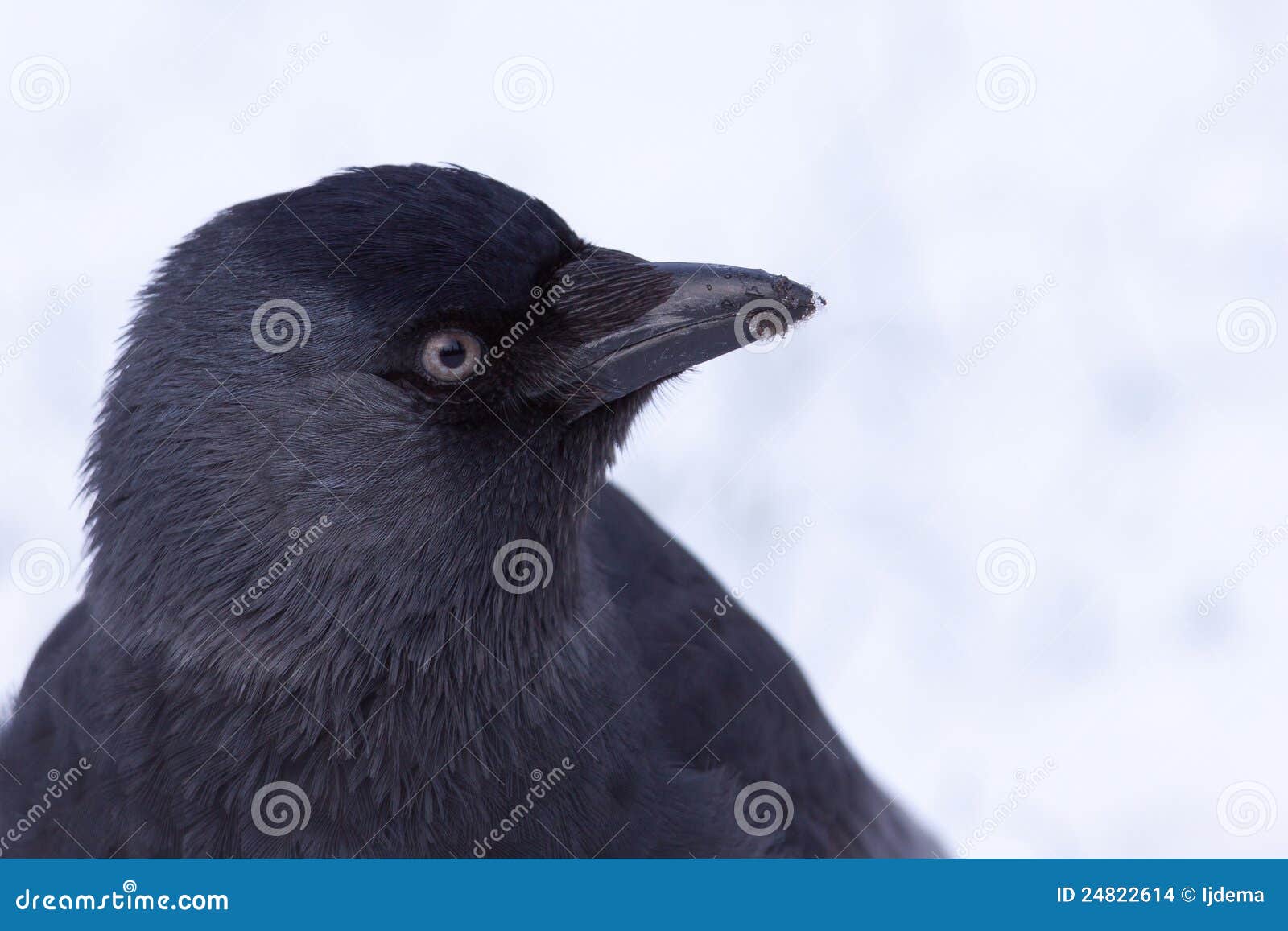 Retrato del grajo foto de archivo. Imagen de grande, gris - 24822614