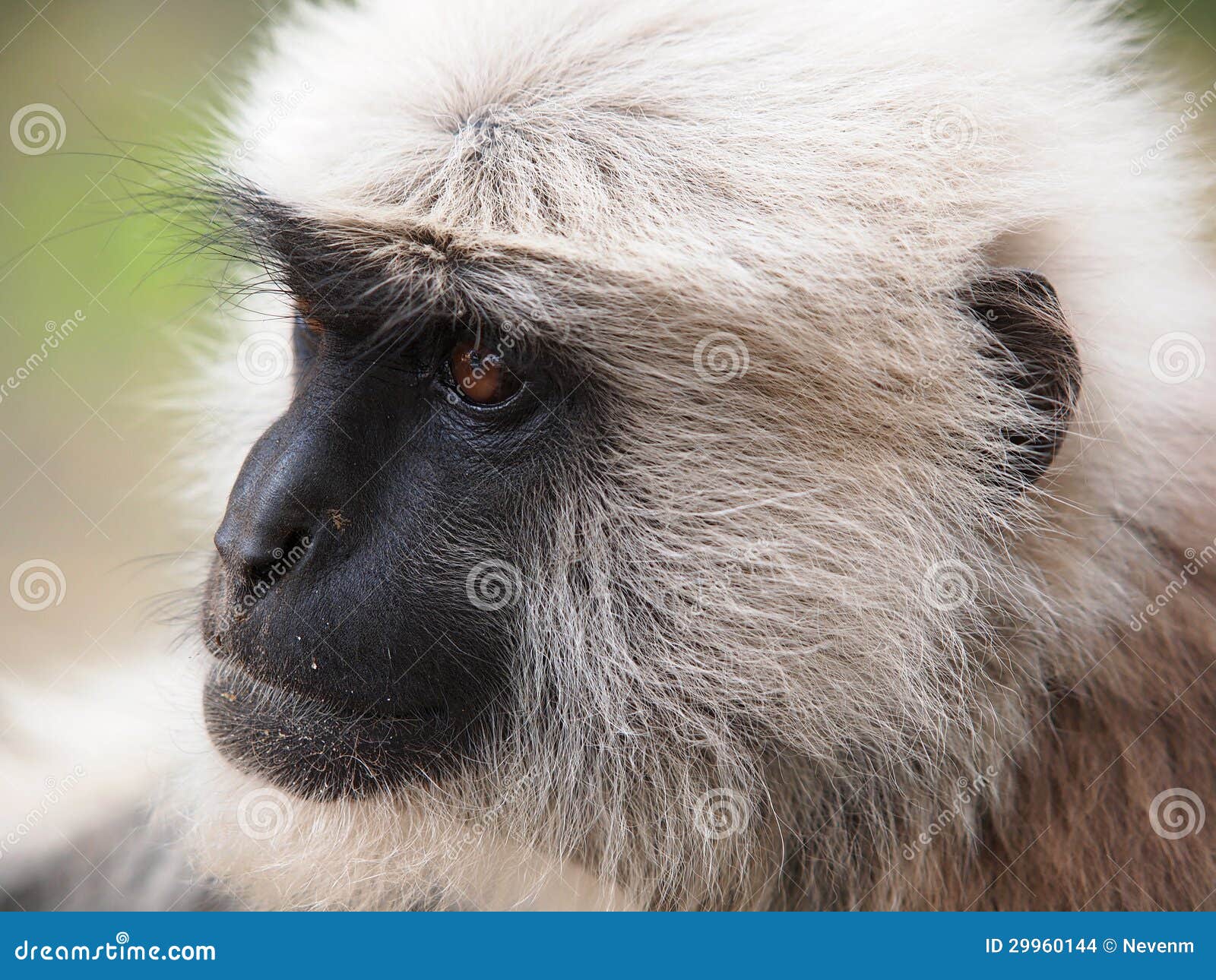 Mono blanco foto de archivo. Imagen de animal, macaca - 29960144