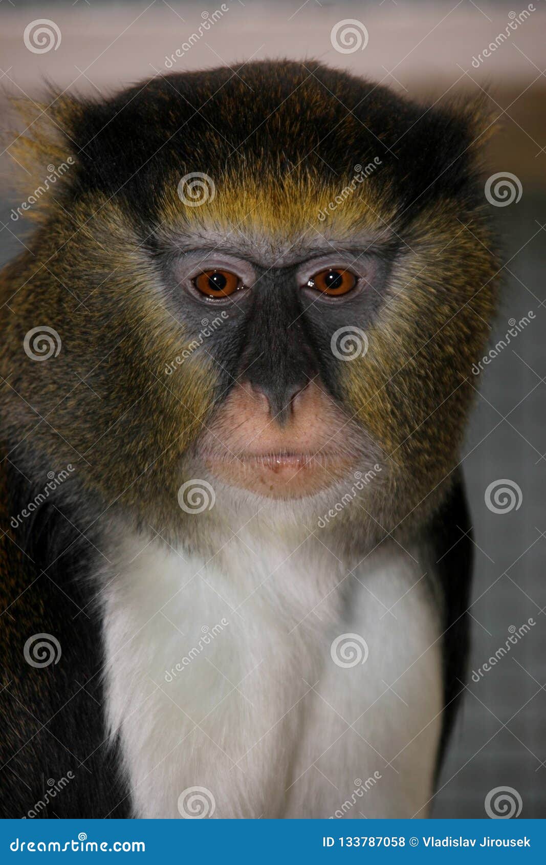 Retrato Del Mono De Campbell Masculina, Campbelli Del Cercopithecus ...