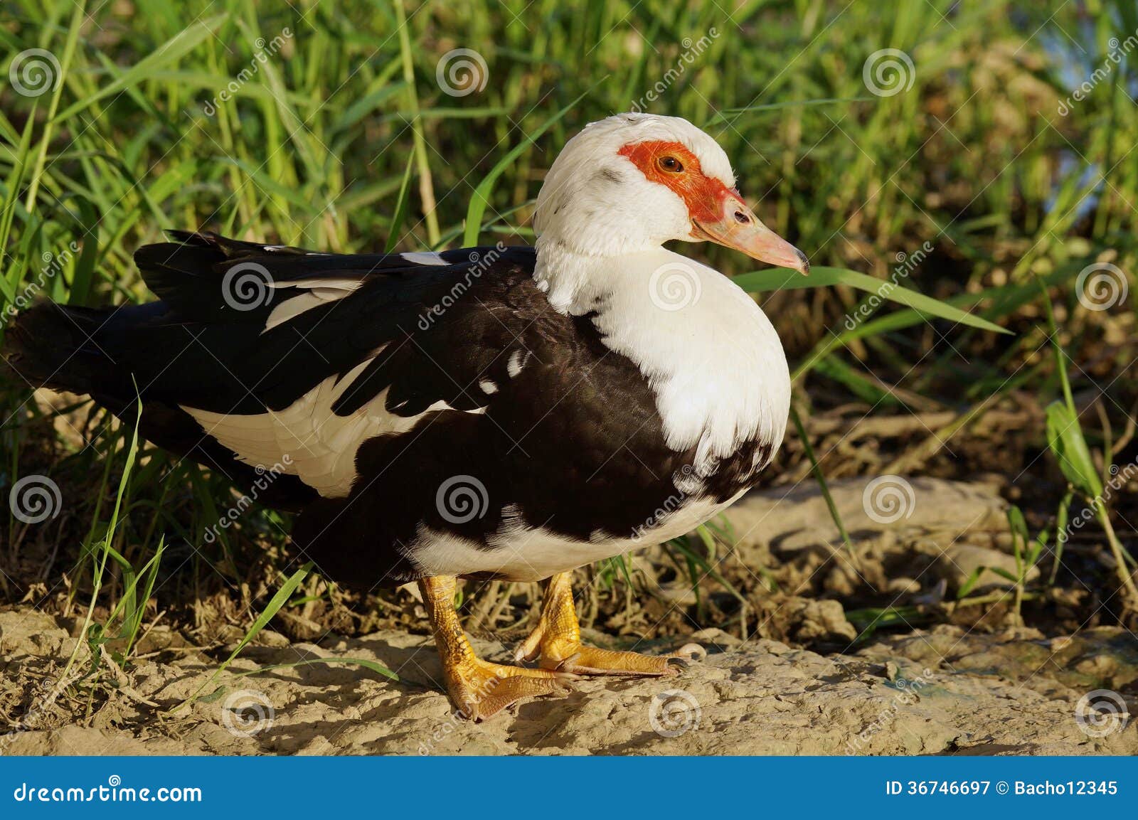 Retrato Del Pato Principal Rojo Imagen de archivo - Imagen de campo ...