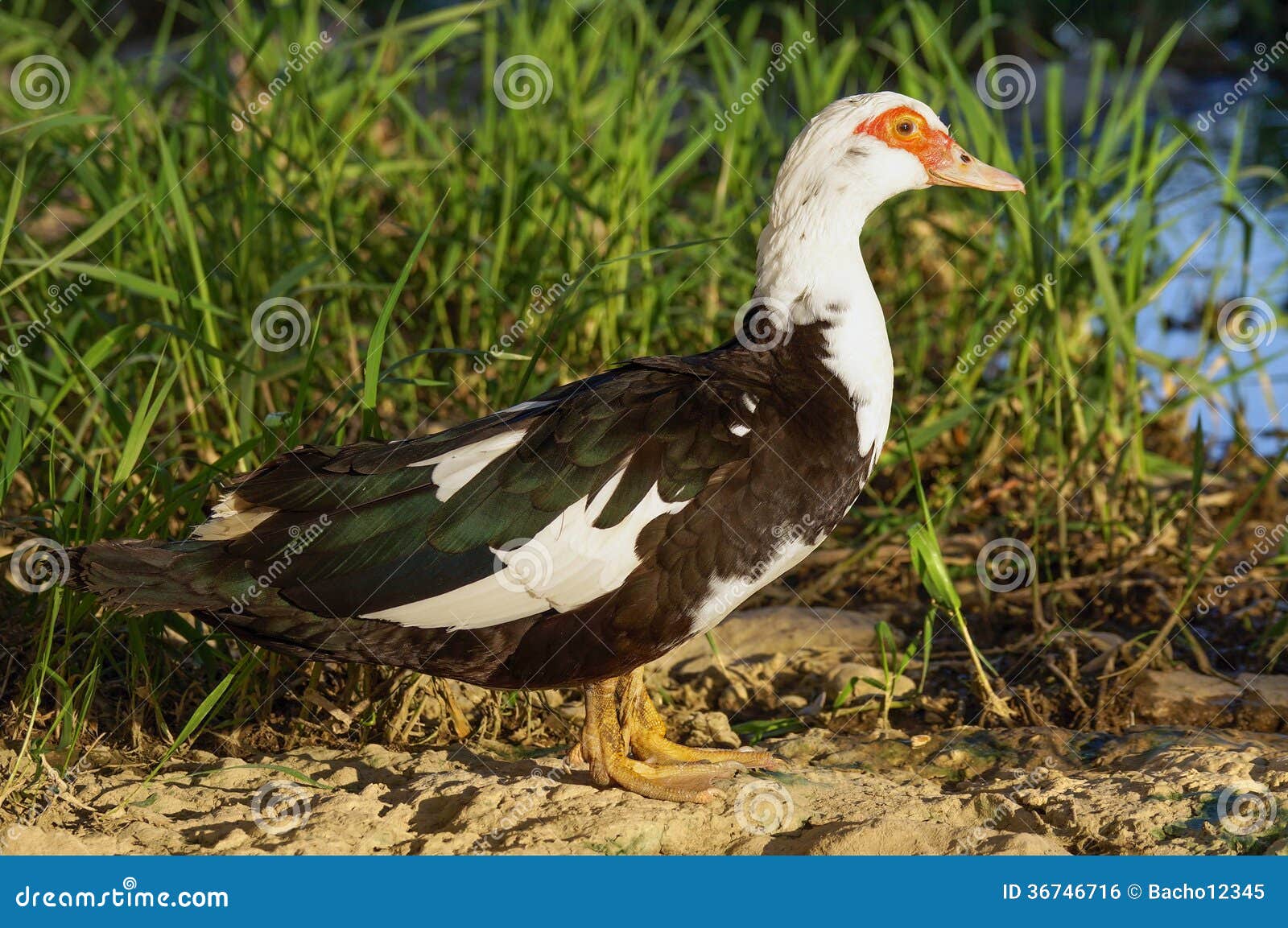 Retrato Del Pato Principal Rojo Foto de archivo - Imagen de campo ...