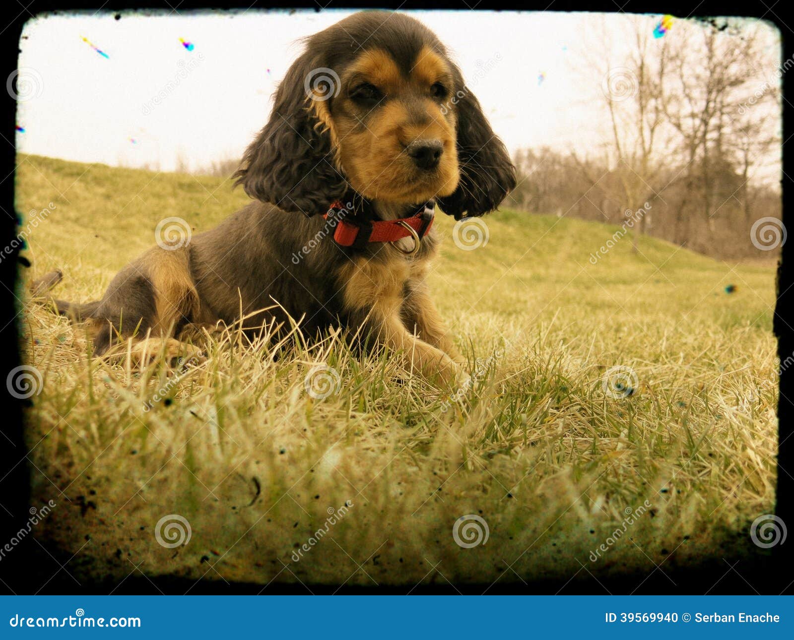 Retrato Del Perrito De Cocker Spaniel Foto de archivo - Imagen de ...