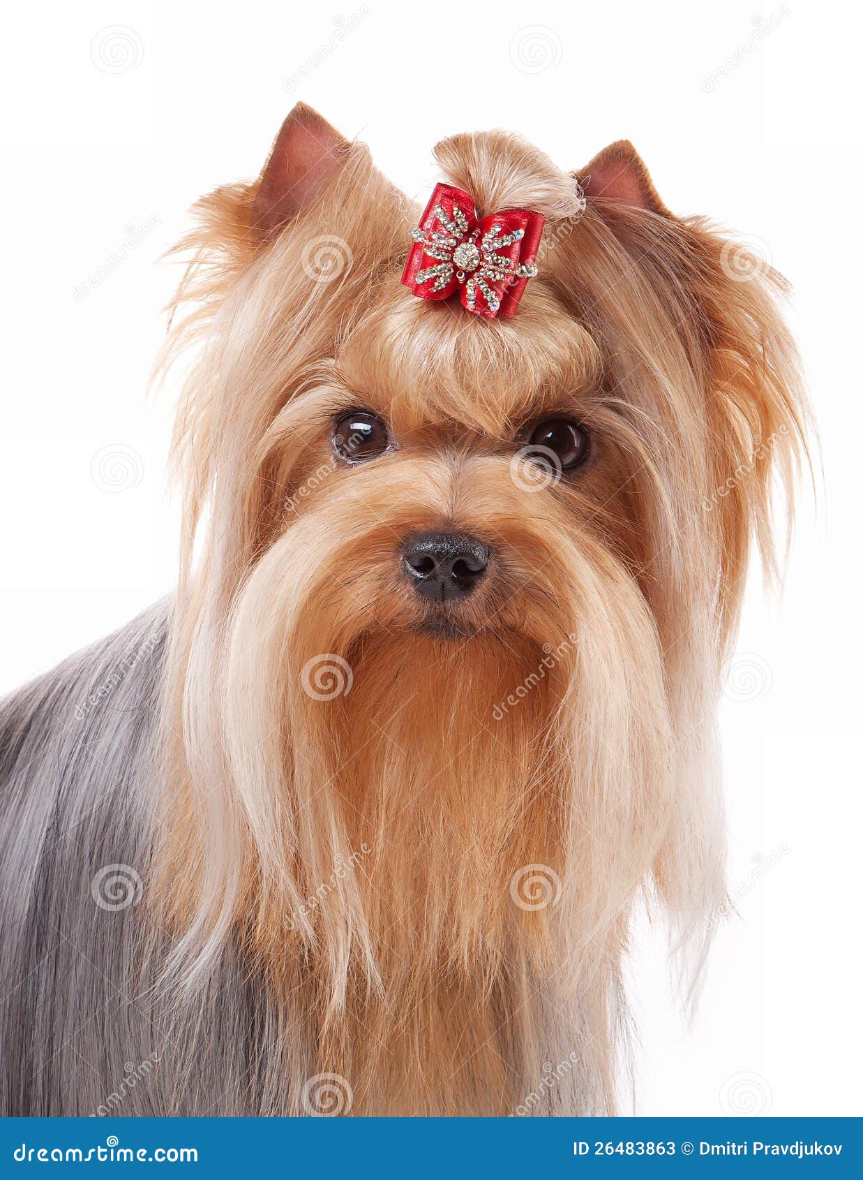 Retrato Del Perrito De Yorkie Imagen de archivo - Imagen de encanto ...