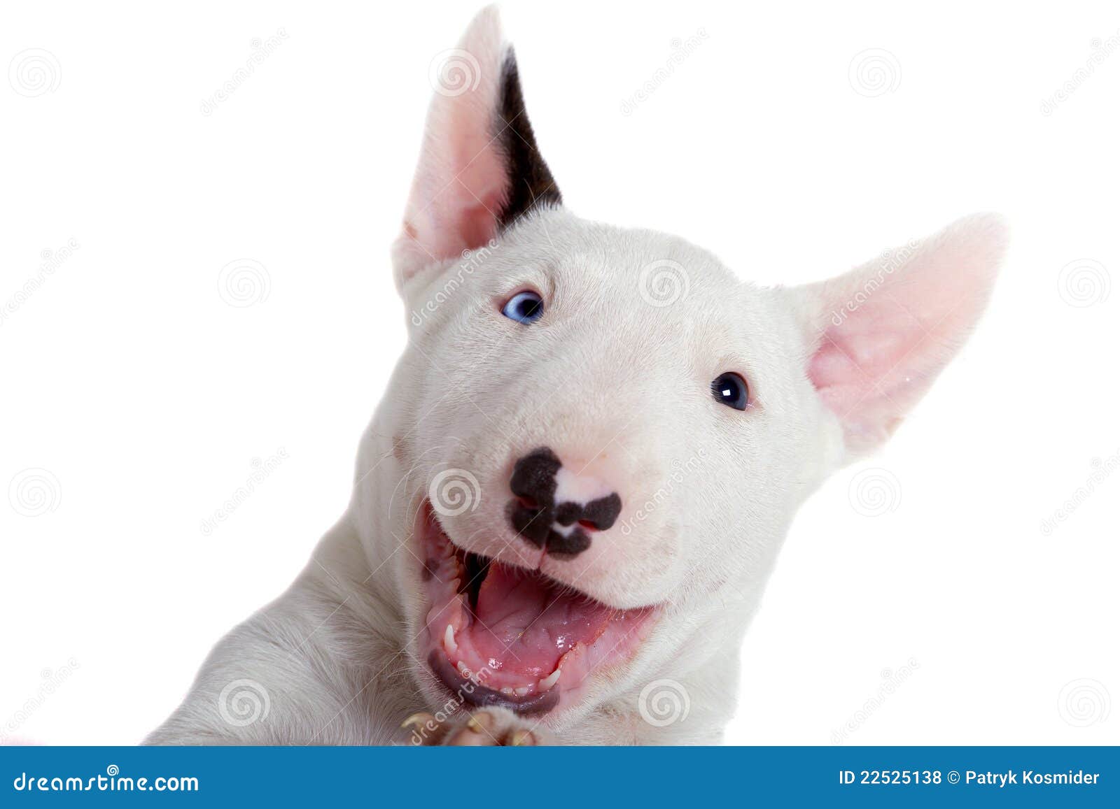 Retrato Del Perrito Del Bullterrier Foto de archivo - Imagen de blanco ...