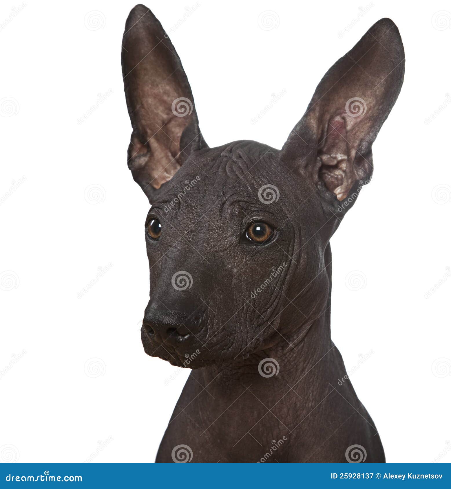 Retrato Del Perrito Del Xoloitzcuintle Imagen de archivo - Imagen de ...
