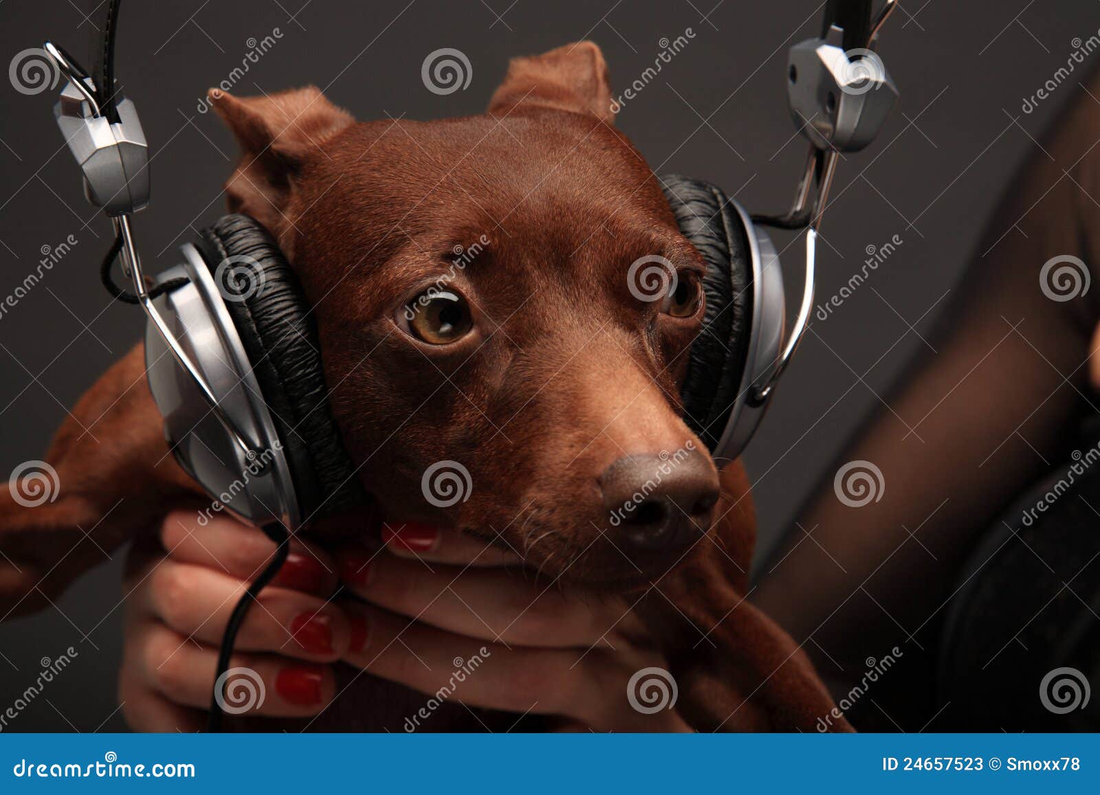 Retrato Del Perro Con Los Auriculares Imagen de archivo - Imagen de ...