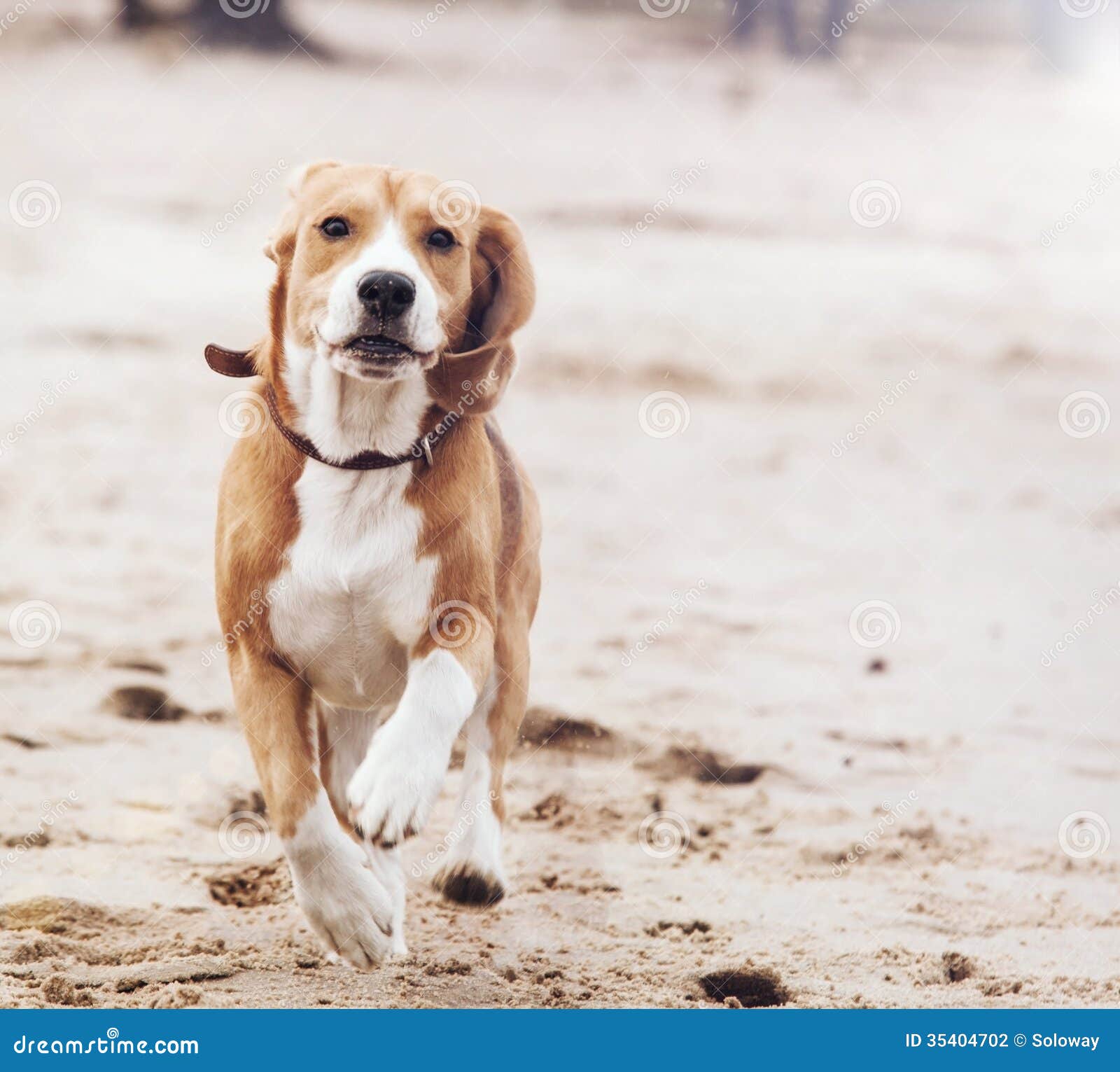 Retrato Del Perro Corriente Foto de archivo - Imagen de purebred, amigo ...