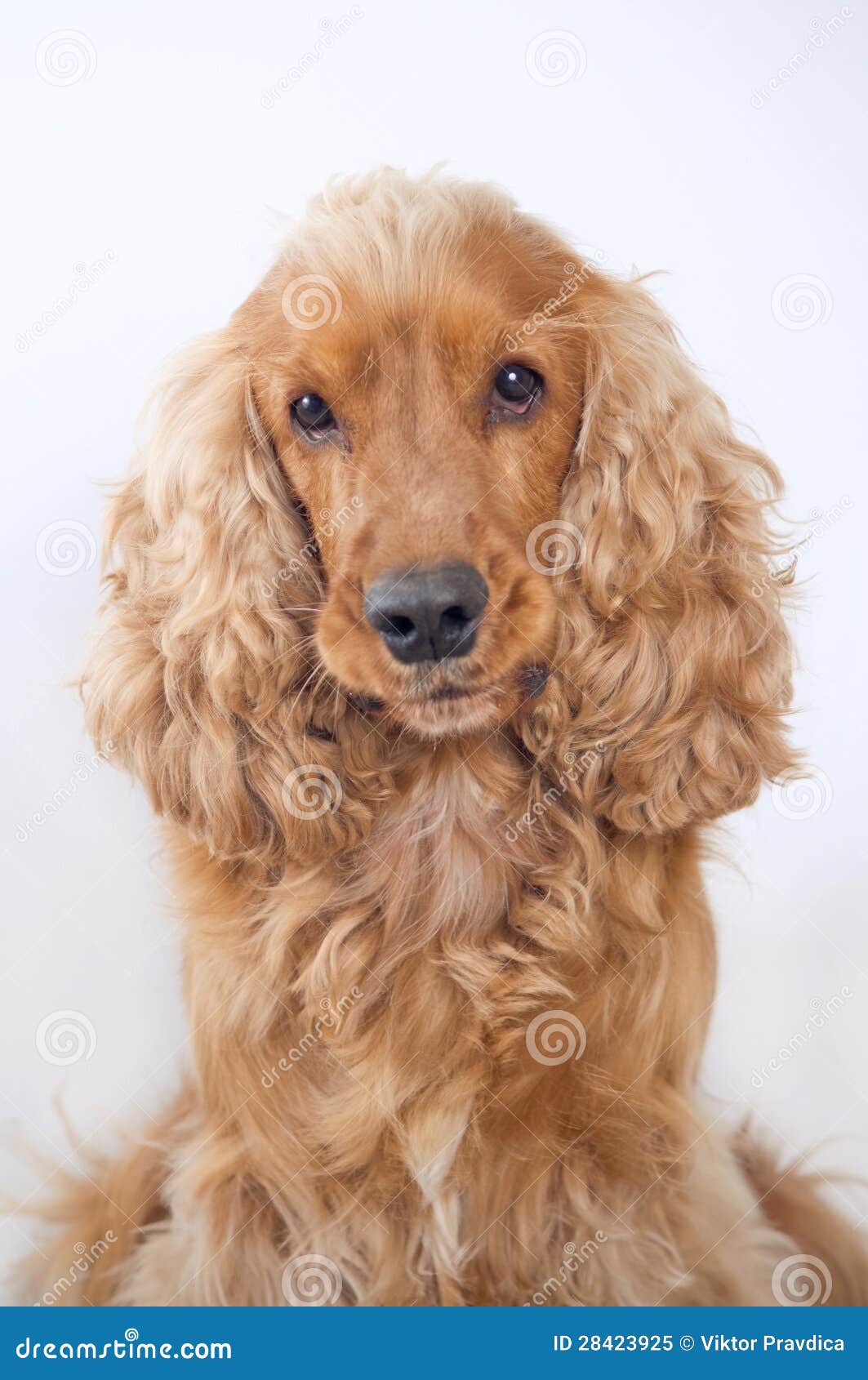 Retrato Del Perro De Cocker Spaniel Foto de archivo libre de regalías ...