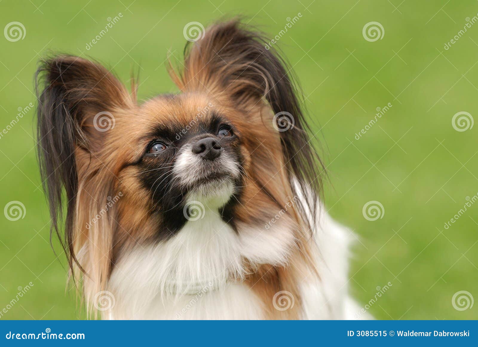 Retrato Del Perro De Papillon Imagen de archivo - Imagen de hierba ...
