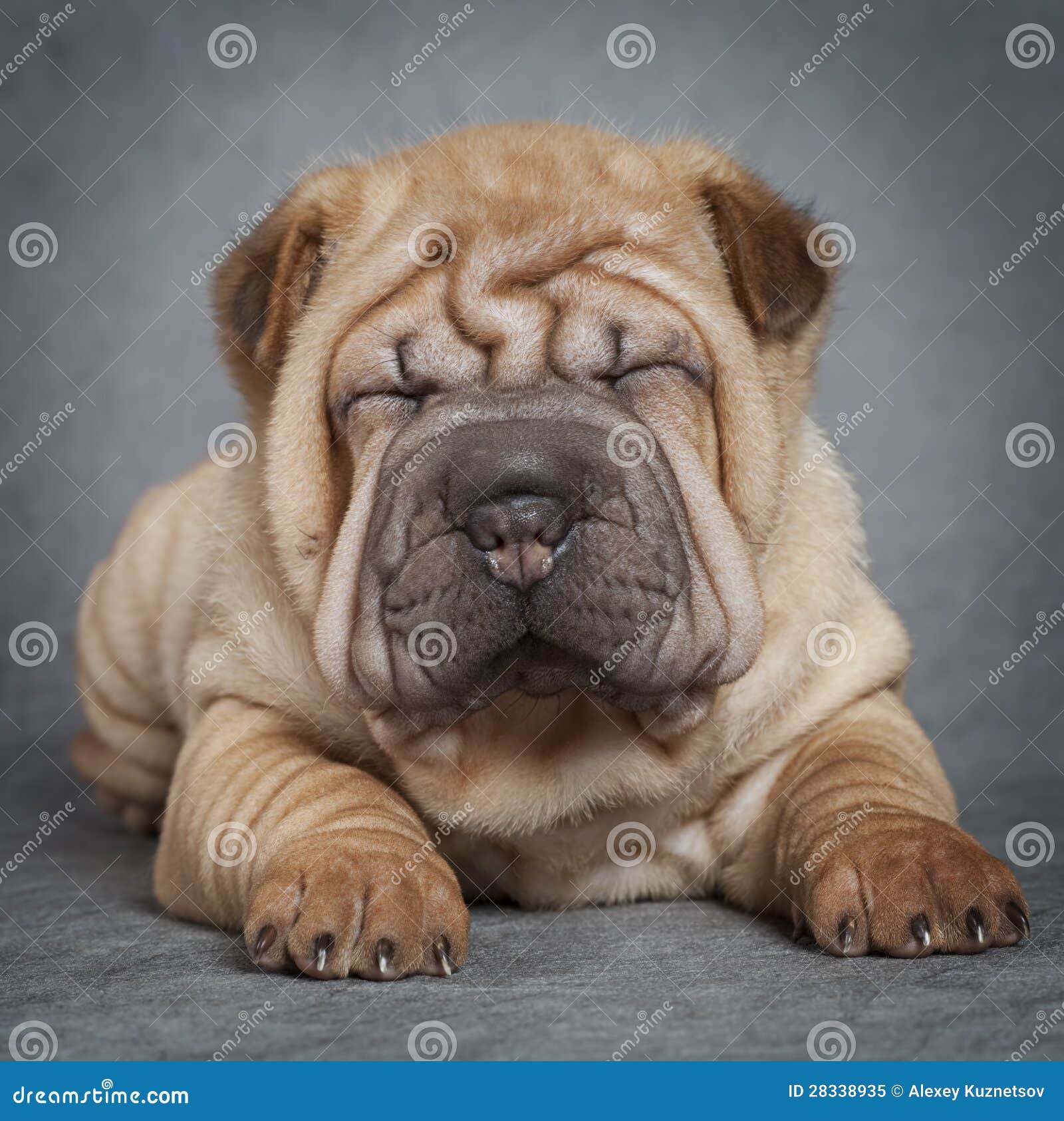 Retrato Del Perro De Perrito Del Sharpei Imagen de archivo - Imagen de ...