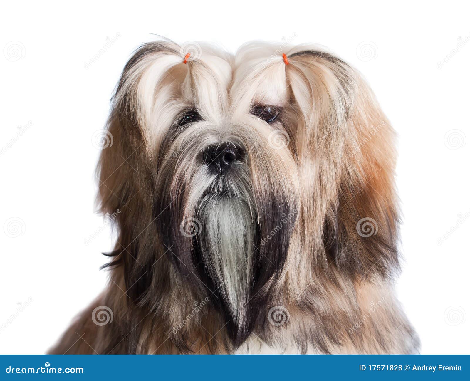 Retrato Del Perro Del Apso De Lhasa Foto de archivo - Imagen de perrito ...
