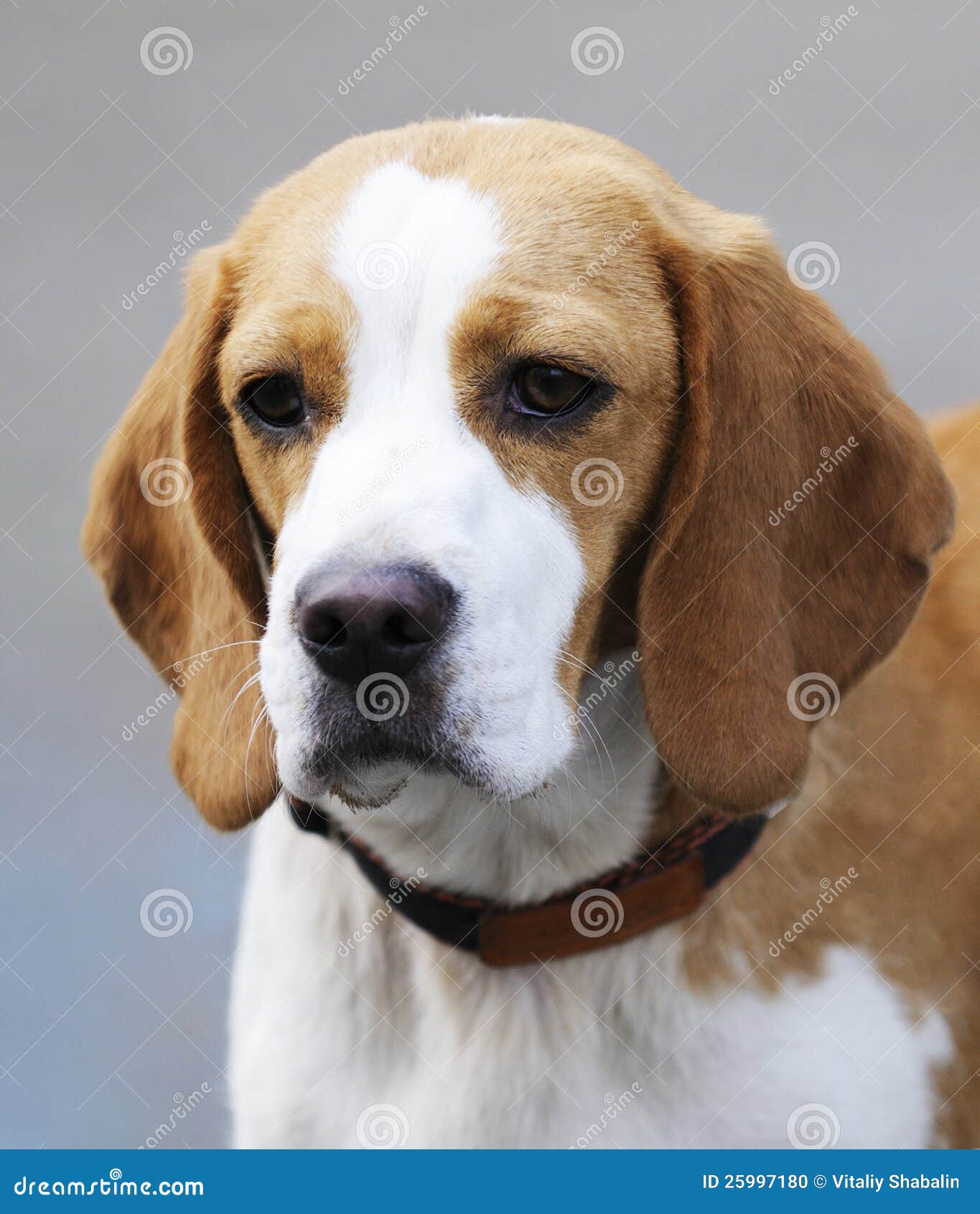 Retrato Del Perro Del Beagle Foto de archivo - Imagen de canino ...