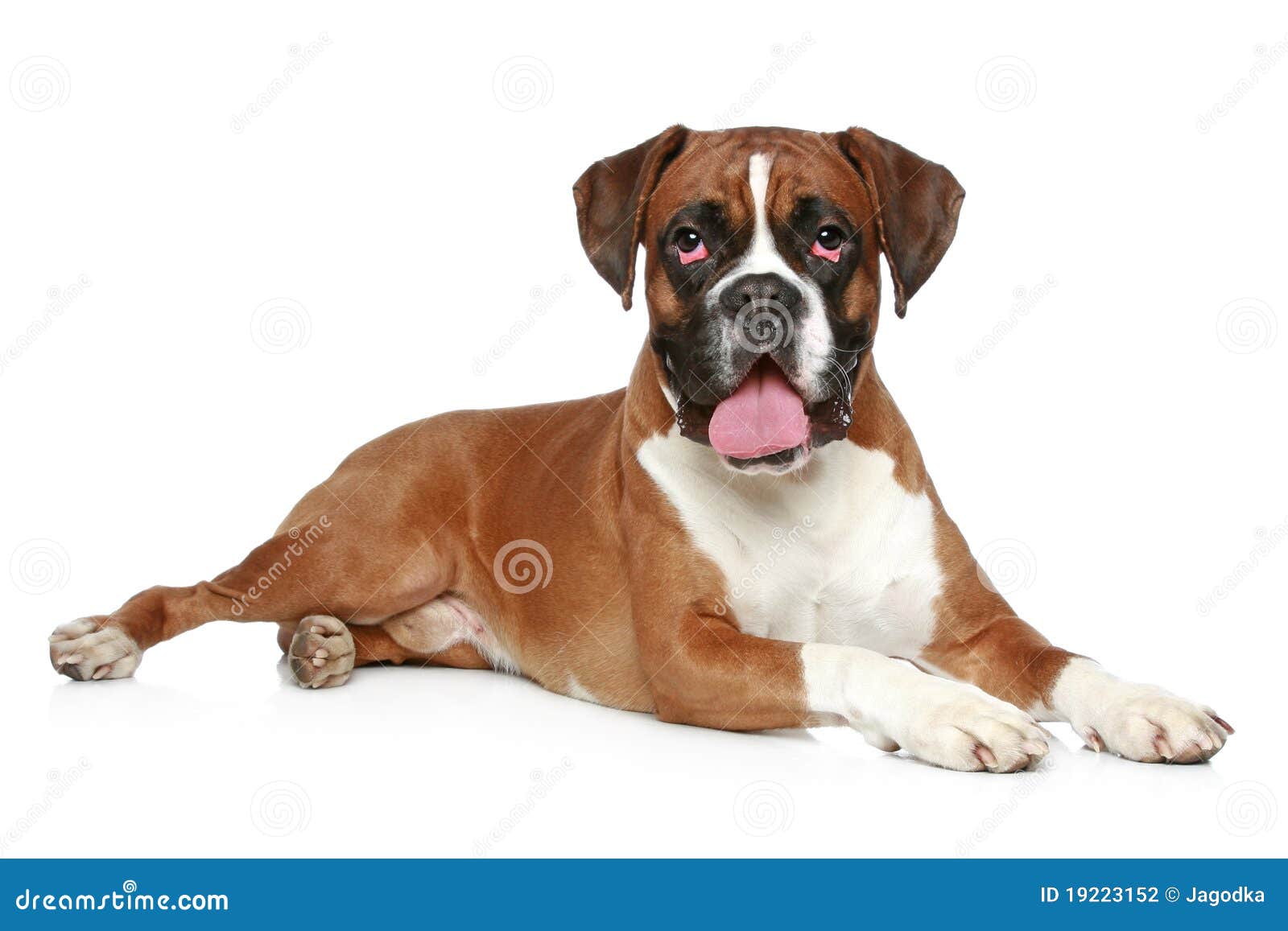 Retrato Del Perro Del Boxeador Foto de archivo - Imagen de adorable ...