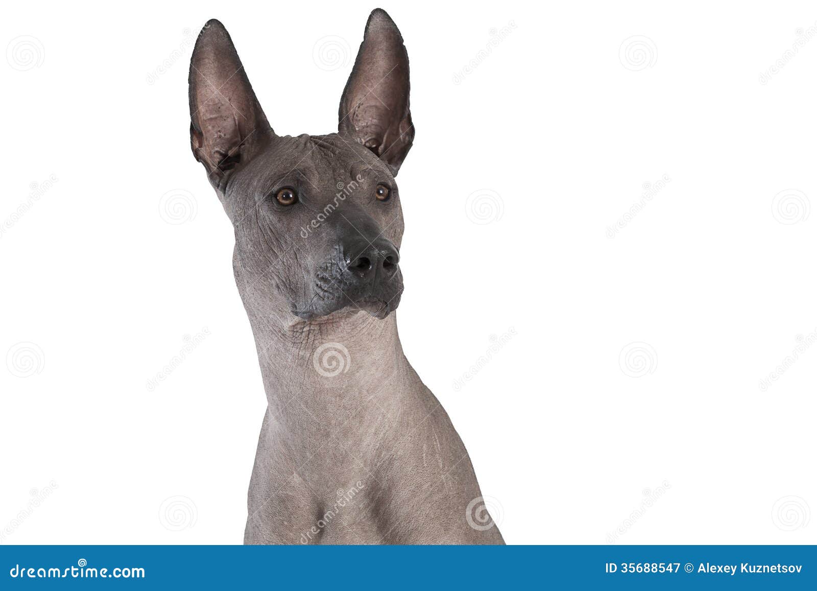 Xoloitzcuintle Perro Mexicano Sin Pelo Studio Retrato