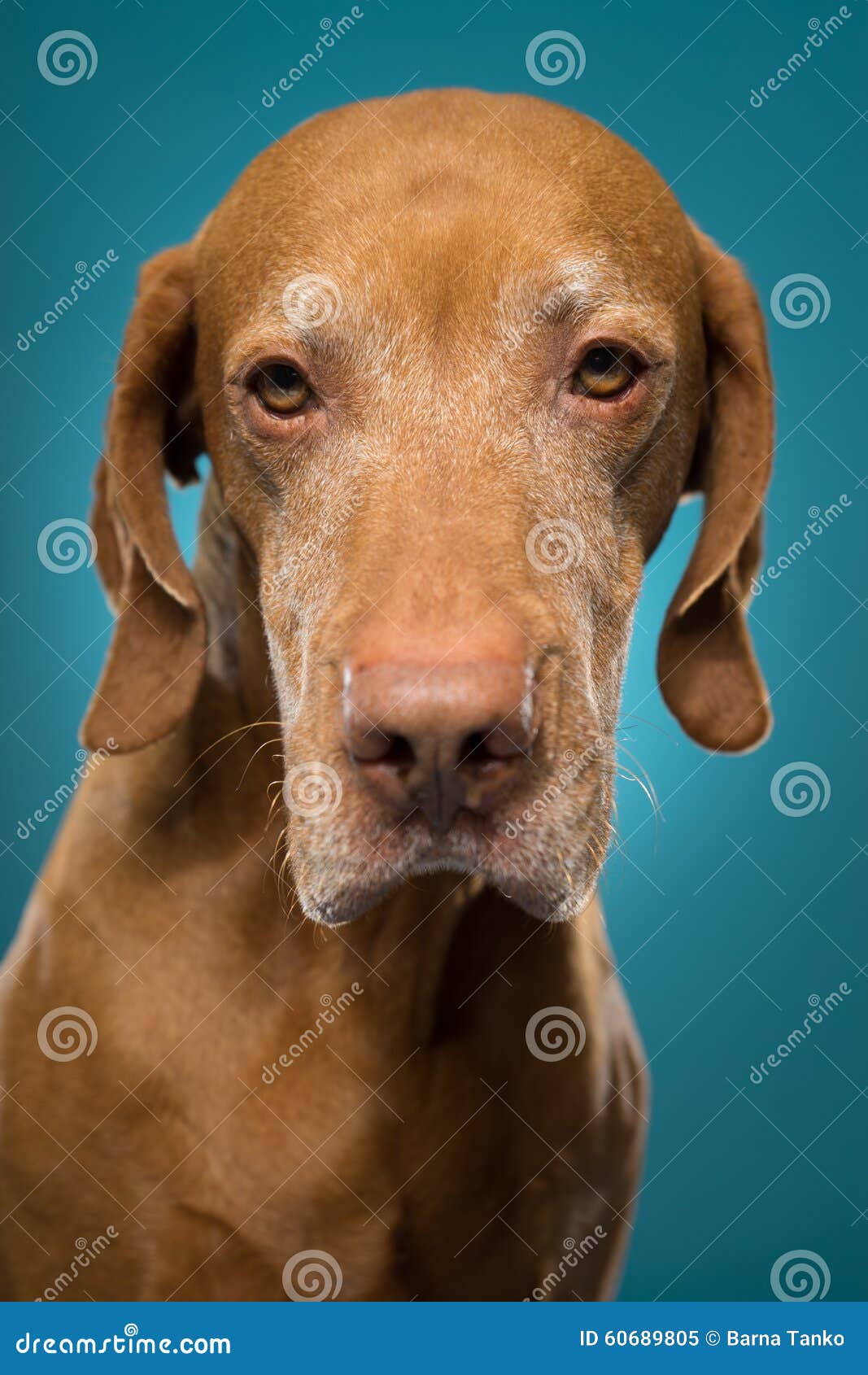 Retrato del perro en azul imagen de archivo. Imagen de puntero - 60689805