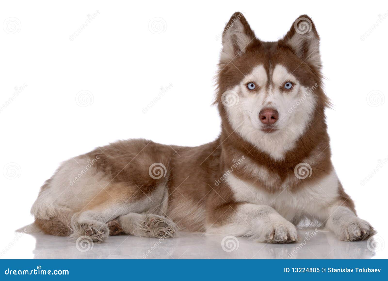 Retrato Del Perro Esquimal Siberiano Imagen de archivo - Imagen de ...