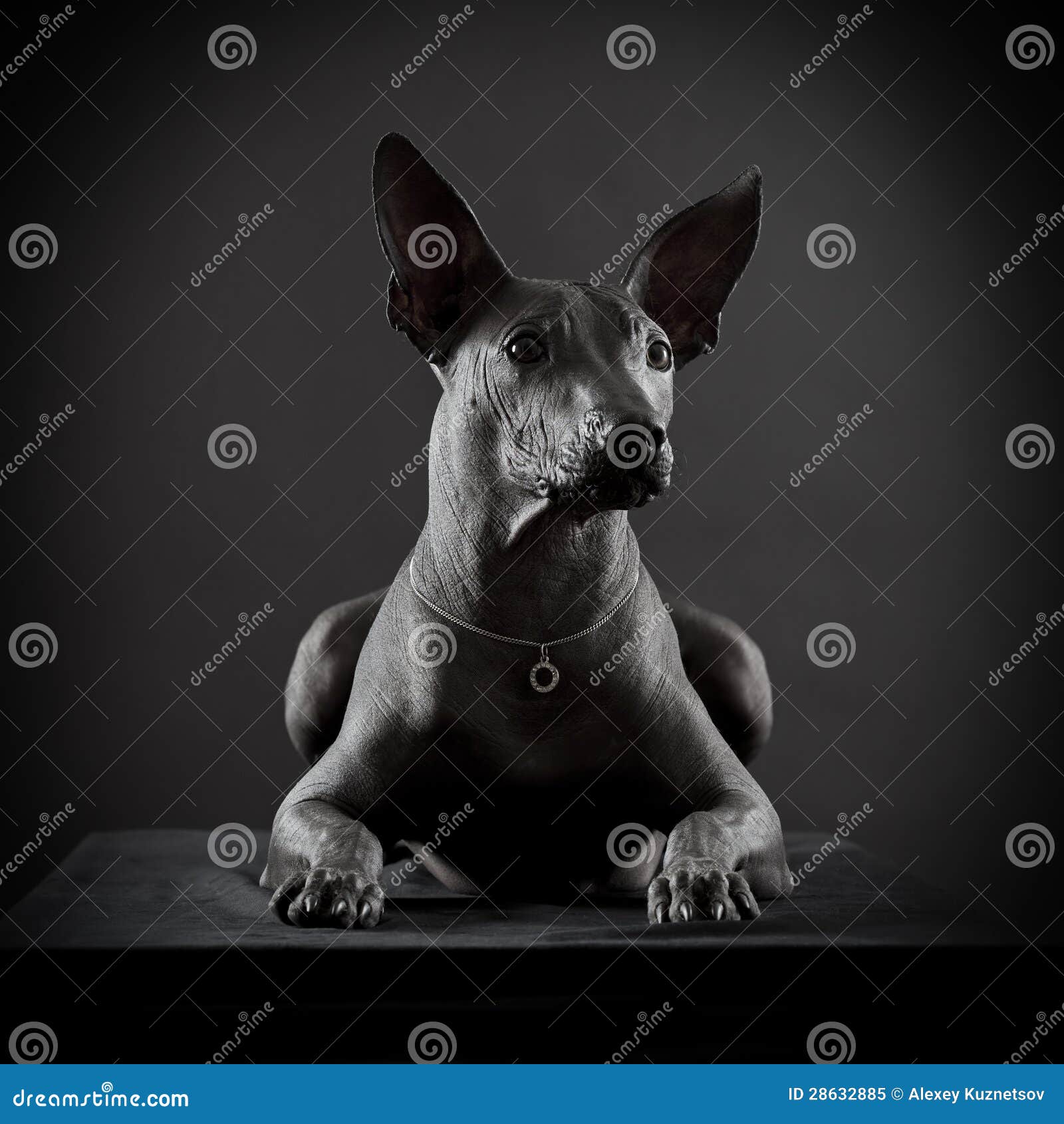 Retrato Del Perro Mexicano Del Xoloitzcuintle Imagen de archivo ...