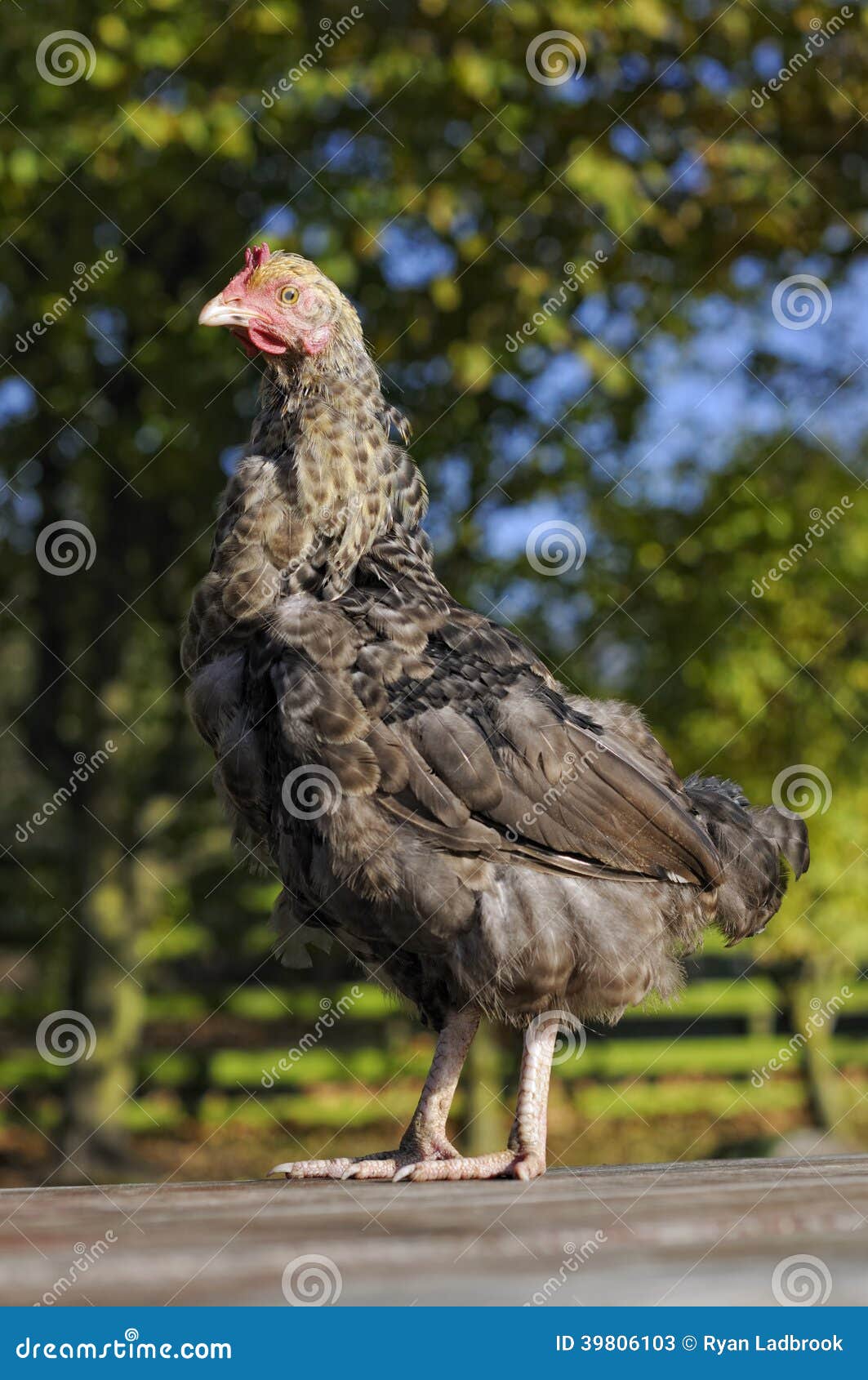 Retrato del pollo imagen de archivo. Imagen de agricultura - 39806103