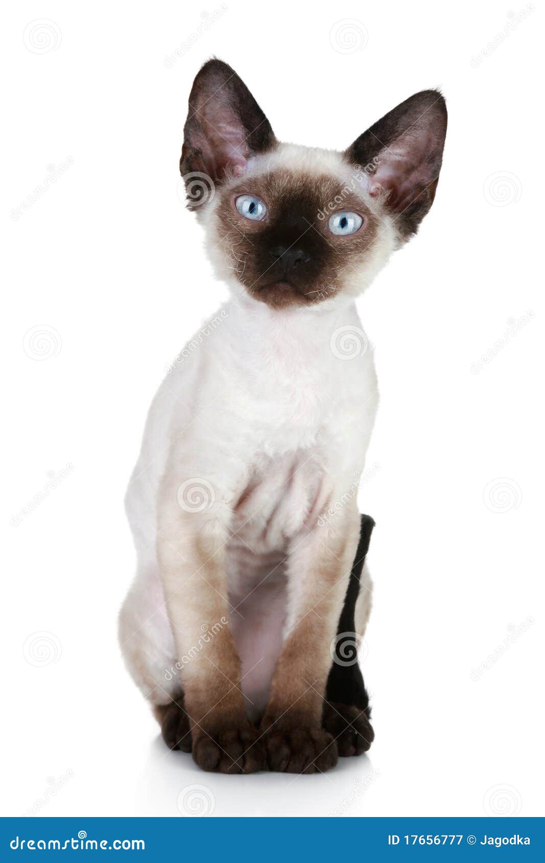 Retrato Del Primer Del Gato De Devon-rex Imagen de archivo - Imagen de ...