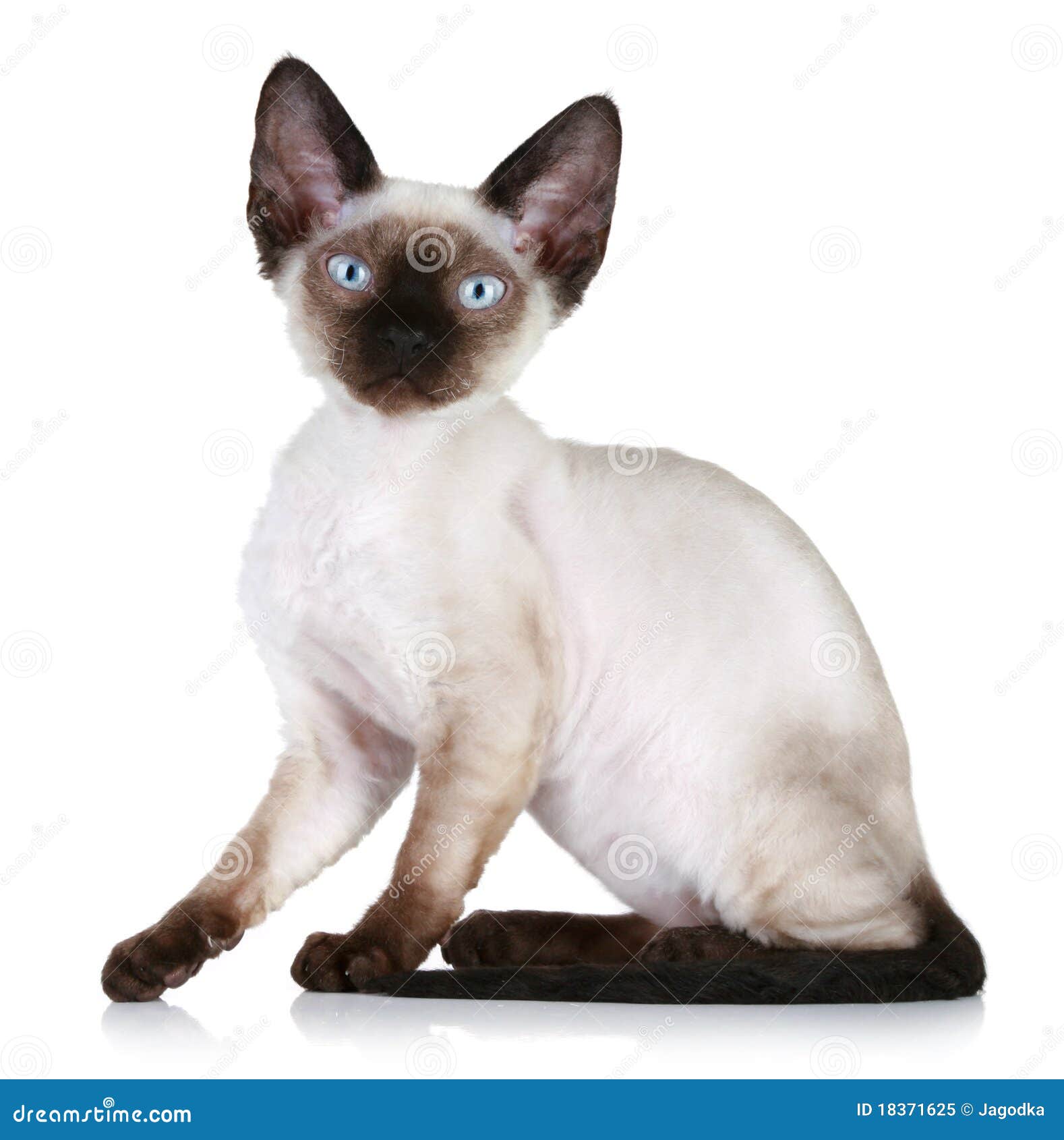 Retrato Del Primer Del Gato Del Rex De Devon Imagen de archivo - Imagen ...