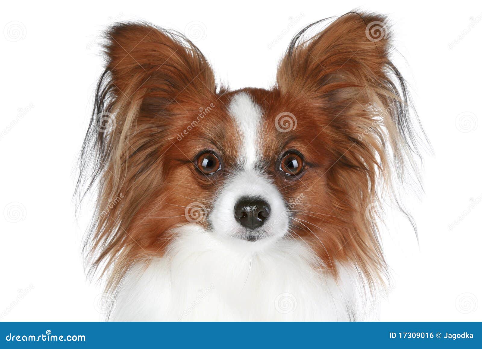 Retrato Del Primer Del Perro De Papillon Foto de archivo - Imagen de ...
