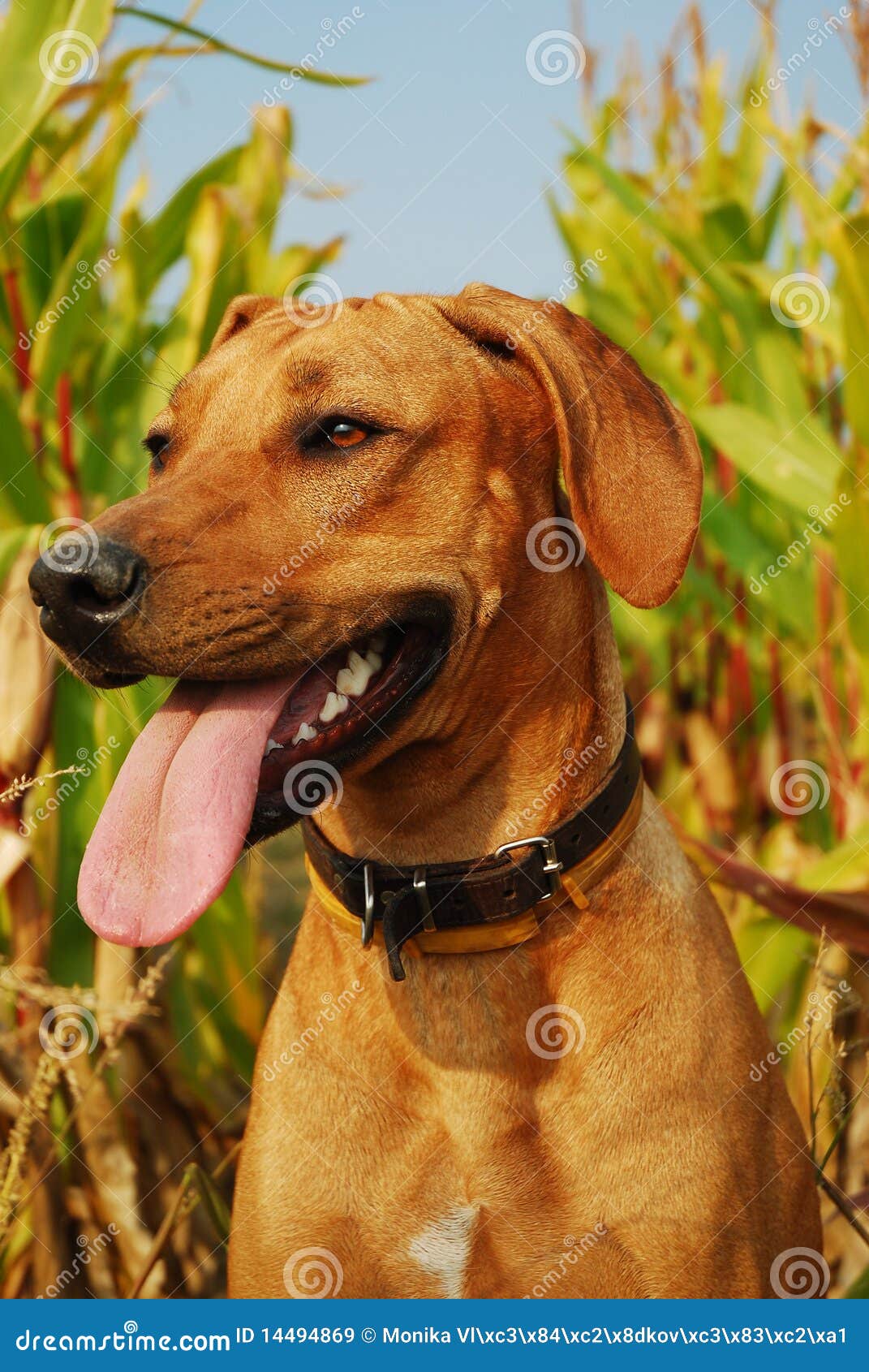 Retrato Del Ridgeback De Rhodesian Imagen de archivo - Imagen de canino ...