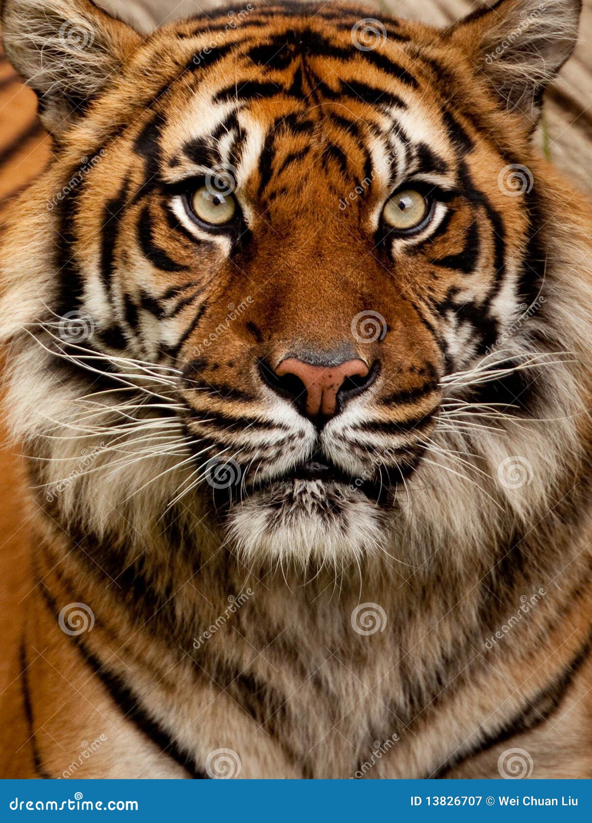 Retrato Del Tigre Fotografía de archivo libre de regalías - Imagen ...