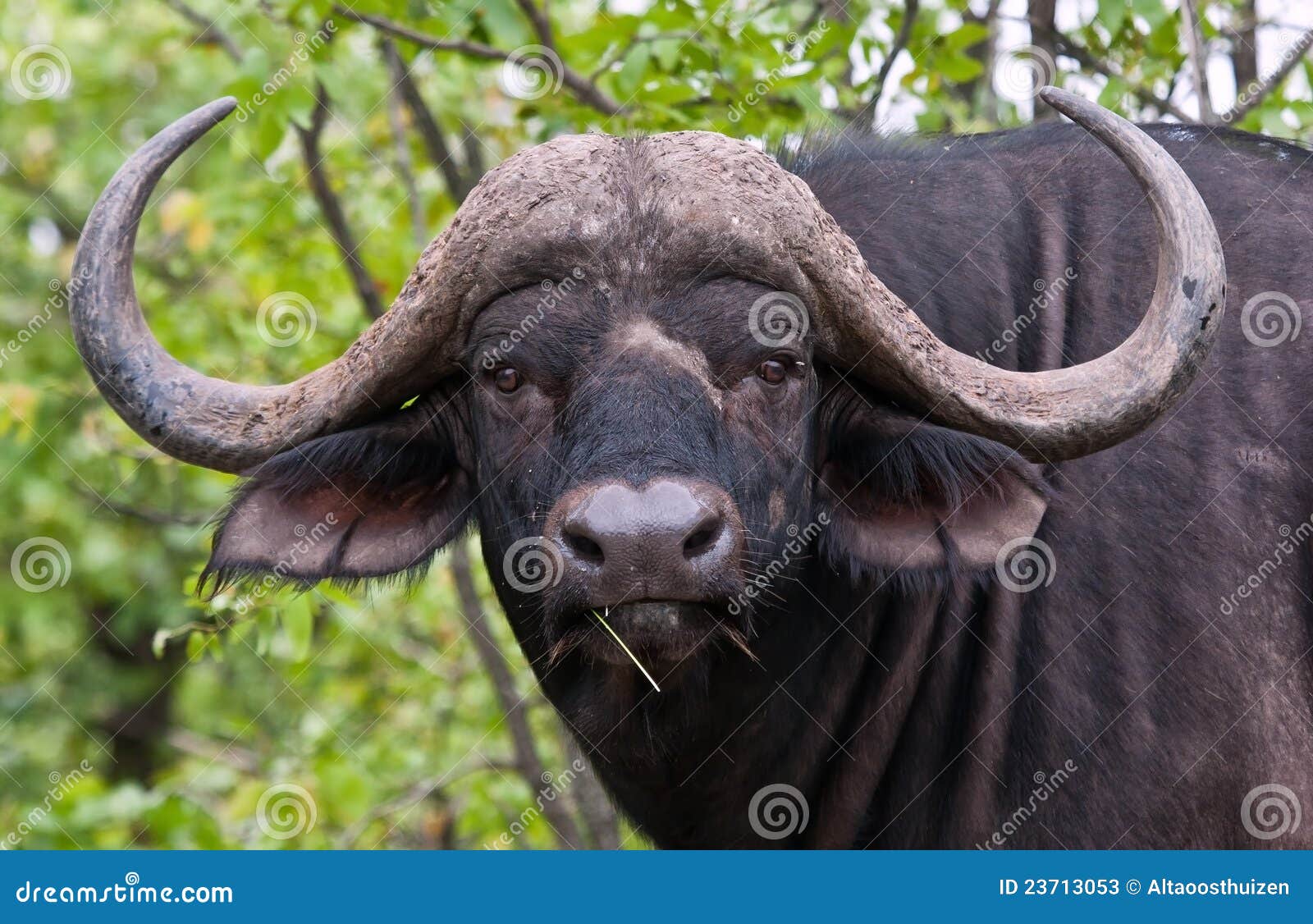 Retrato Del Toro Del Búfalo Imagen de archivo - Imagen de fauna ...