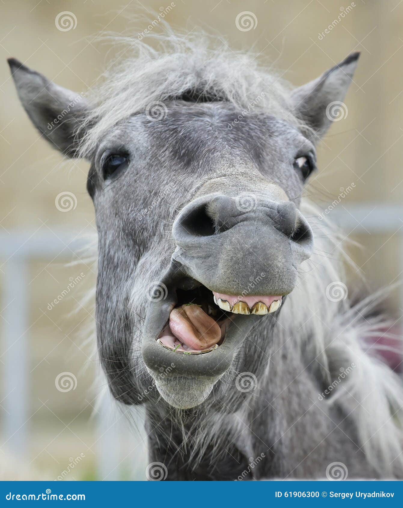 Retrato Divertido De Un Caballo De Risa Foto de archivo - Imagen de ...