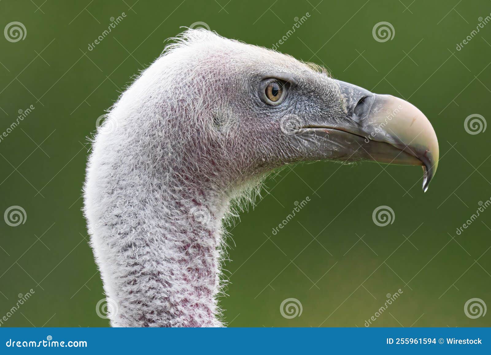 Retrato Do Abutre Ruppells Griffon Foto de Stock - Imagem de bonito ...