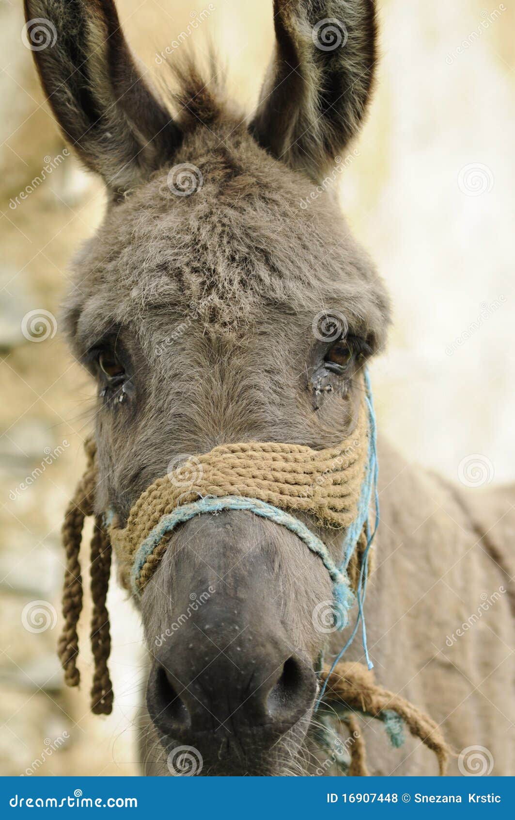 Retrato do asno foto de stock. Imagem de animal, homem - 16907448