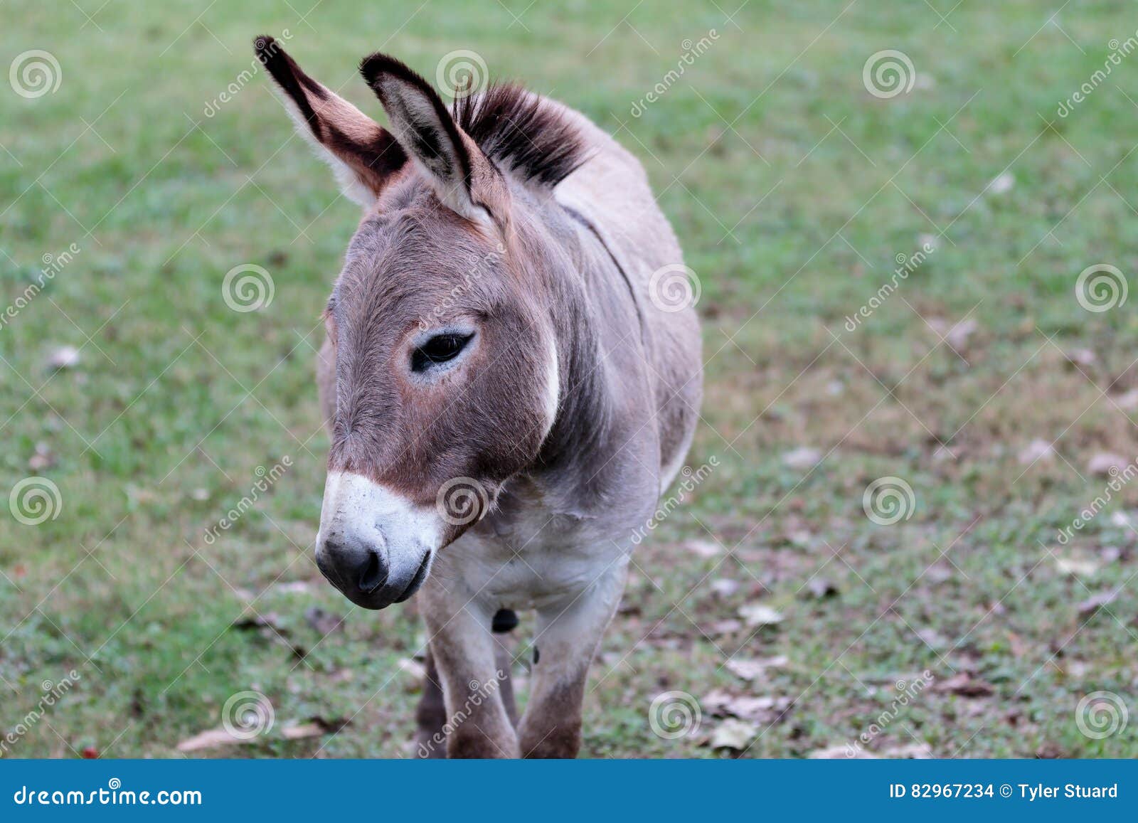 Retrato do asno foto de stock. Imagem de vitela, olhar - 82967234