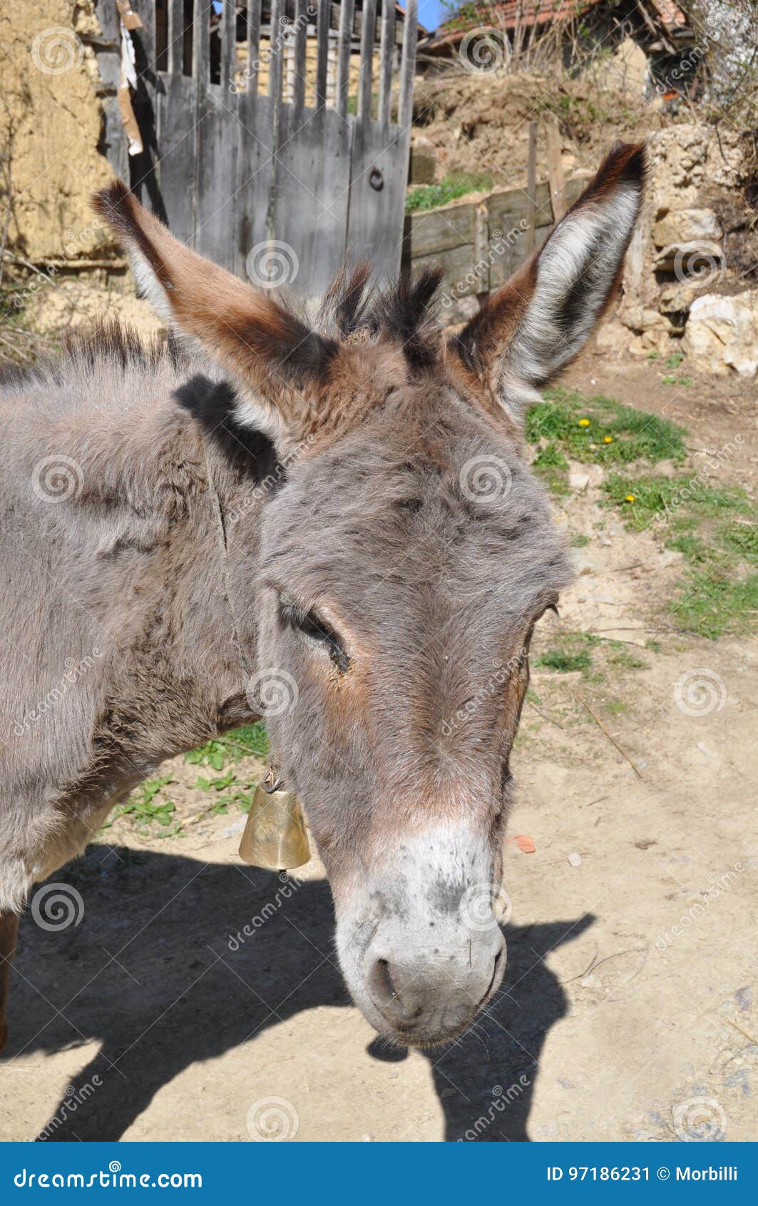Retrato do asno imagem de stock. Imagem de frente, asno - 97186231