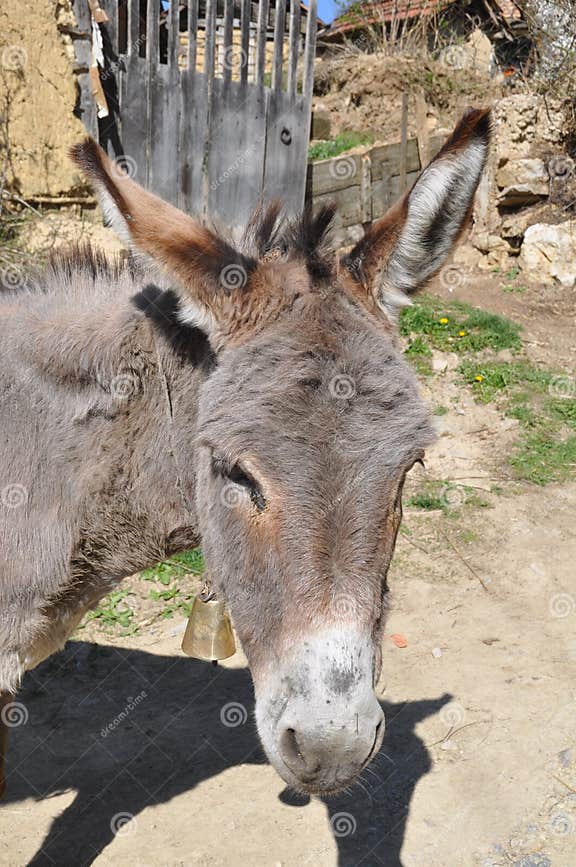 Retrato do asno imagem de stock. Imagem de frente, asno - 97186231