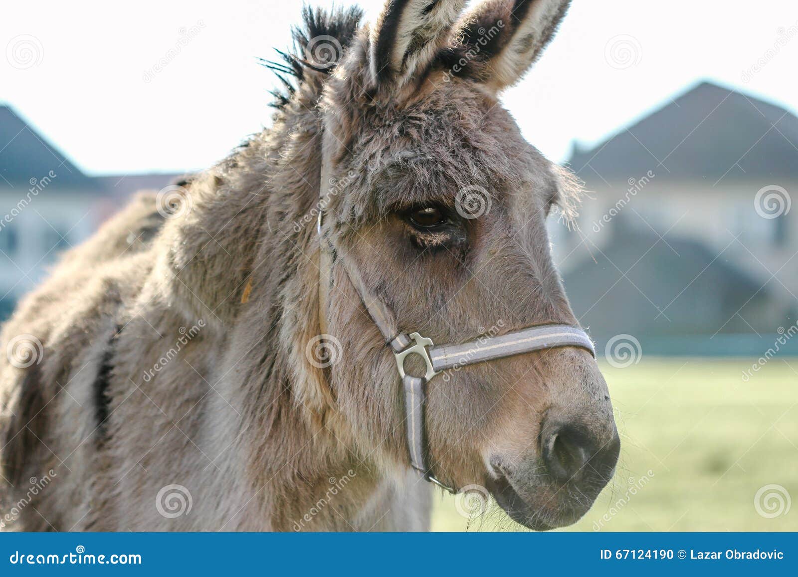Retrato Do Asno Em Um Campo Foto de Stock - Imagem de orelha, rural ...