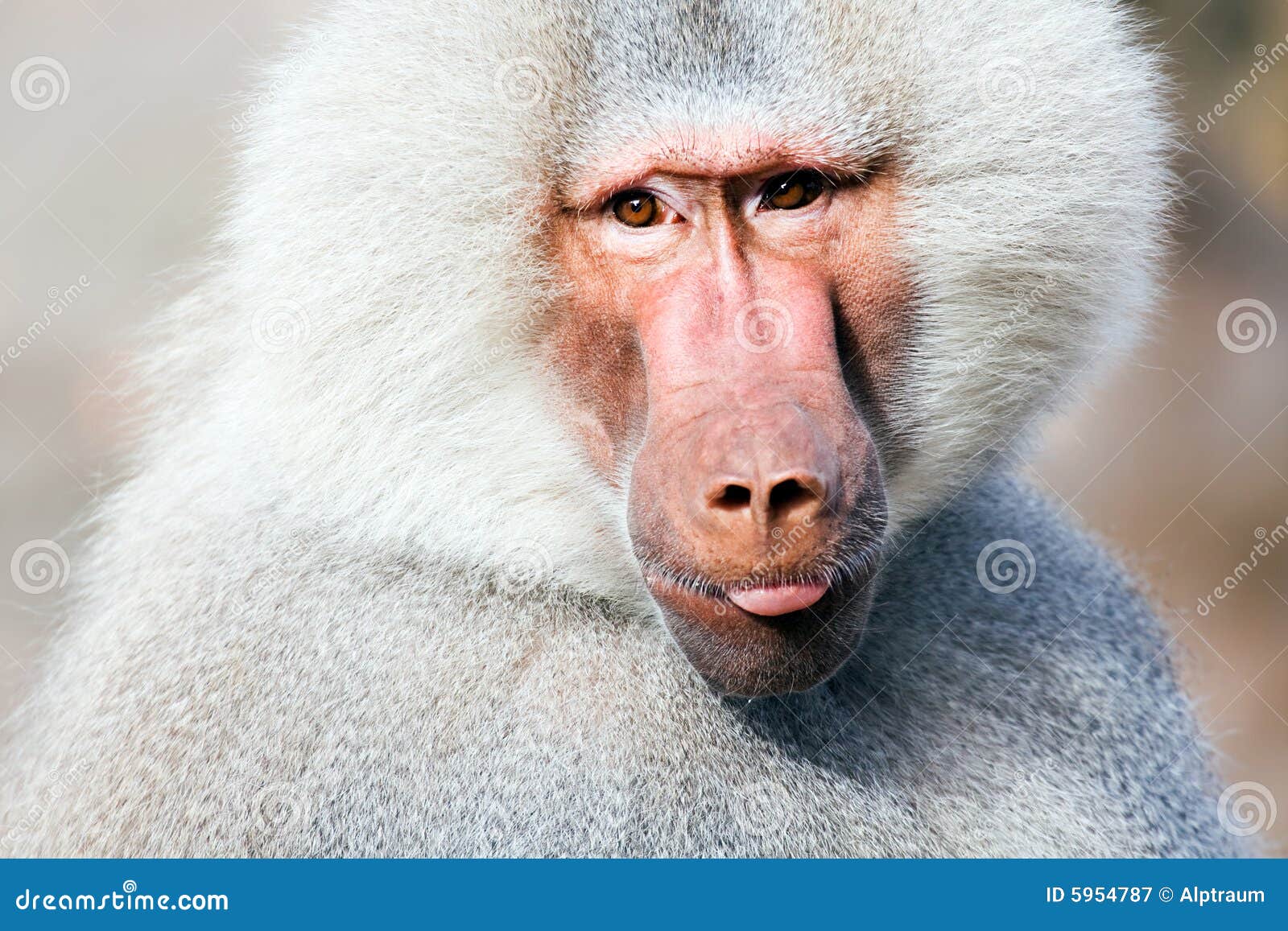 Retrato do babuíno imagem de stock. Imagem de animal, cabelo - 5954787