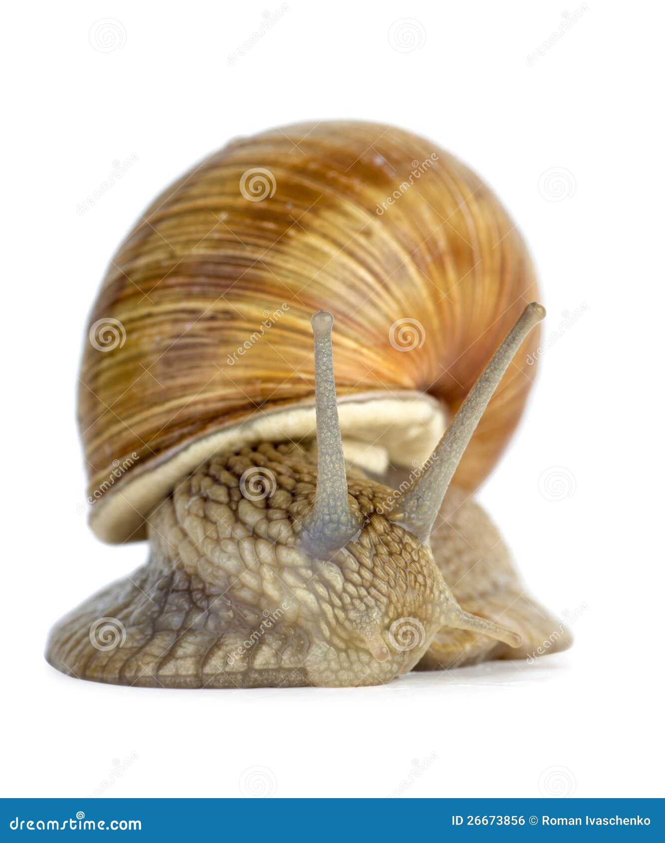 Retrato do caracol foto de stock. Imagem de molusco, macro - 26673856