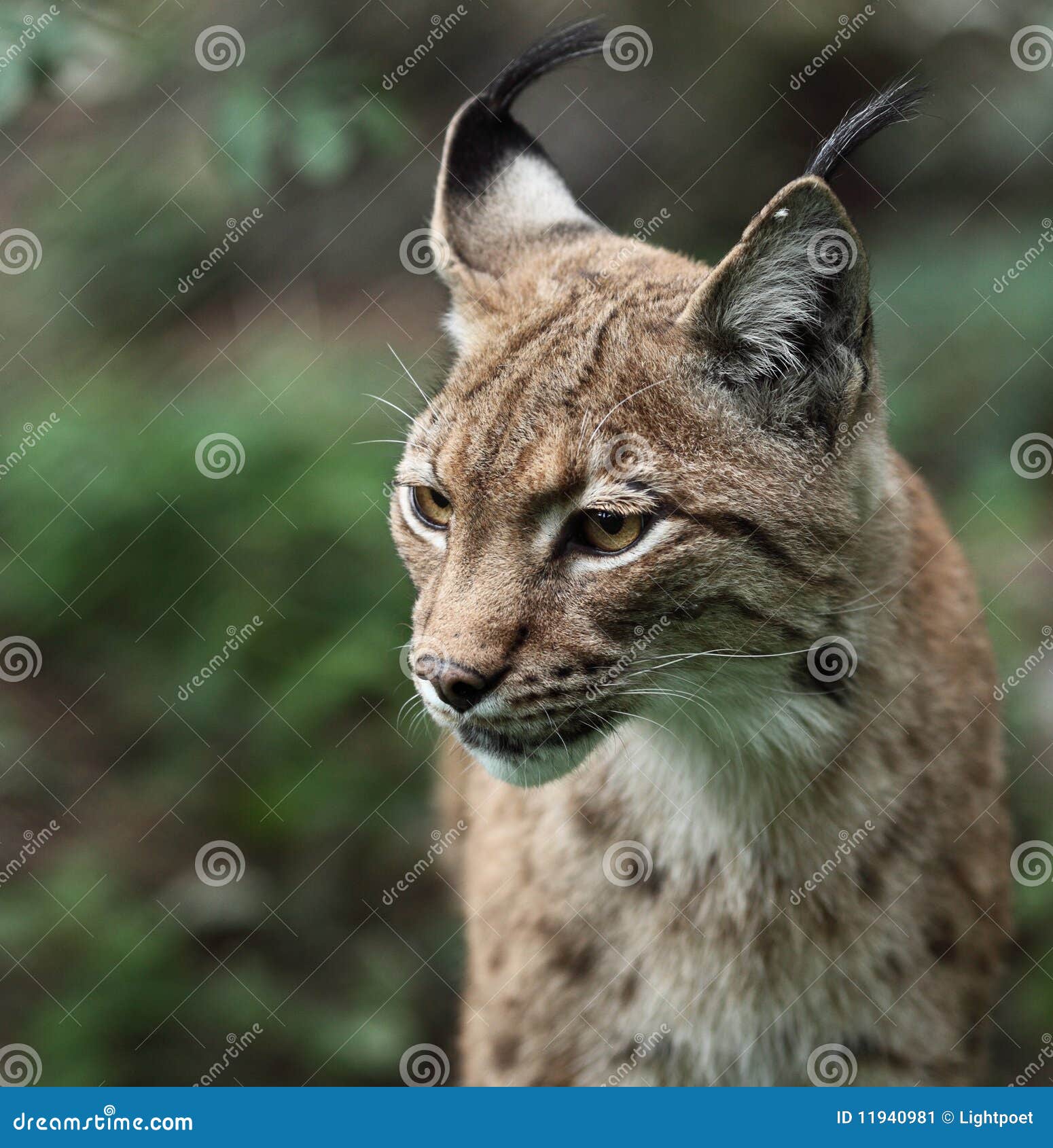 Retrato Do Close-up De Um Lince Euro-asiático Imagem de Stock - Imagem ... Retrato Do Close-up De Um Lince Euro-asiático Imagem de Stock - Imagem ...