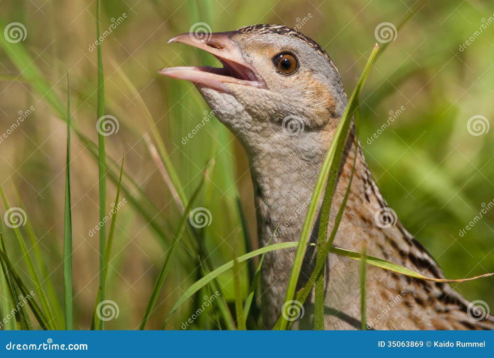 Retrato do crake do milho imagem de stock. Imagem de secretora - 35063869