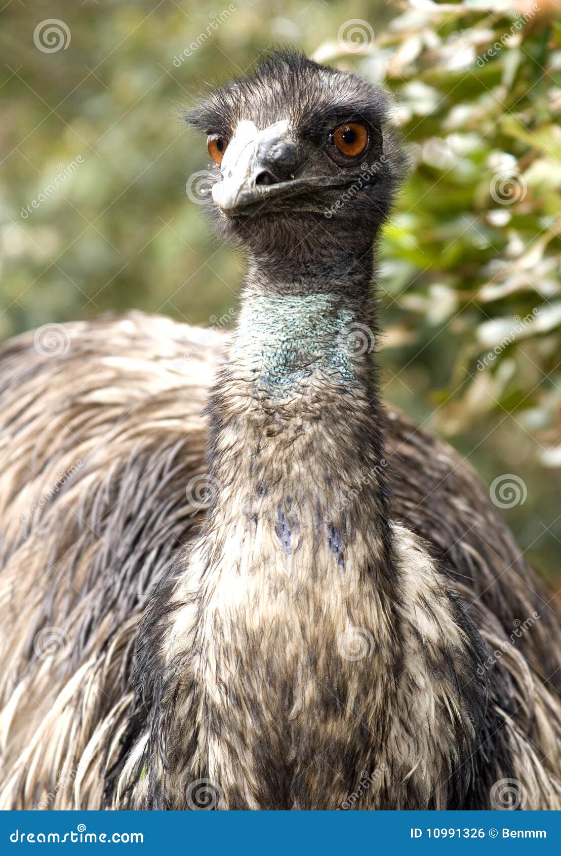 Retrato do Emu foto de stock. Imagem de exterior, naval - 10991326