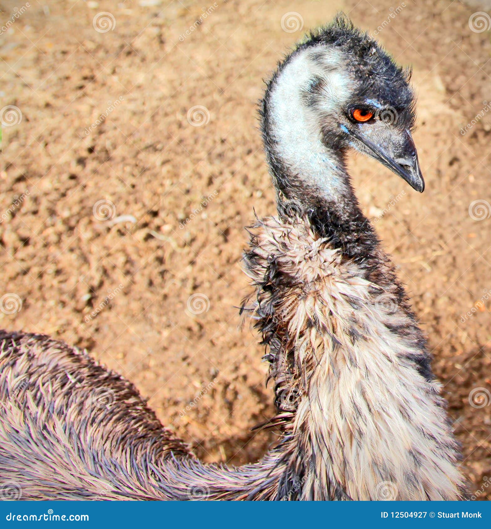 Retrato do Emu imagem de stock. Imagem de verificar, flightless - 12504927