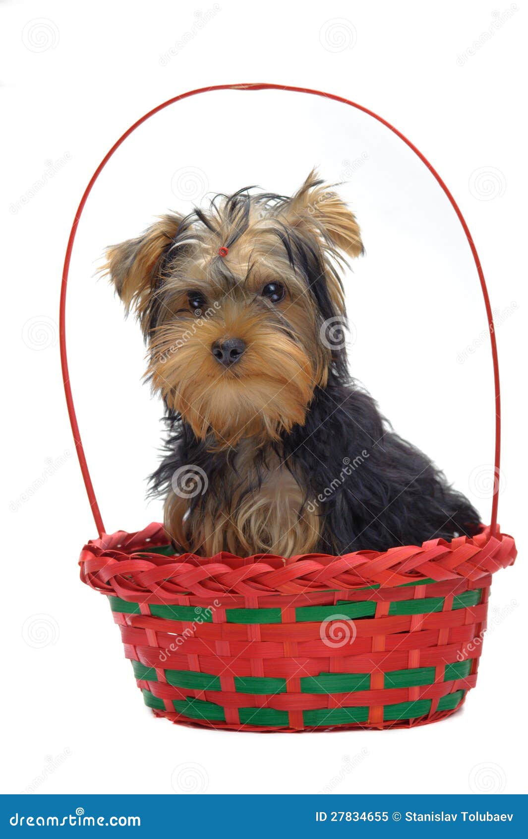 Retrato Do Filhote De Cachorro De Assento Na Cesta Imagem De Stock