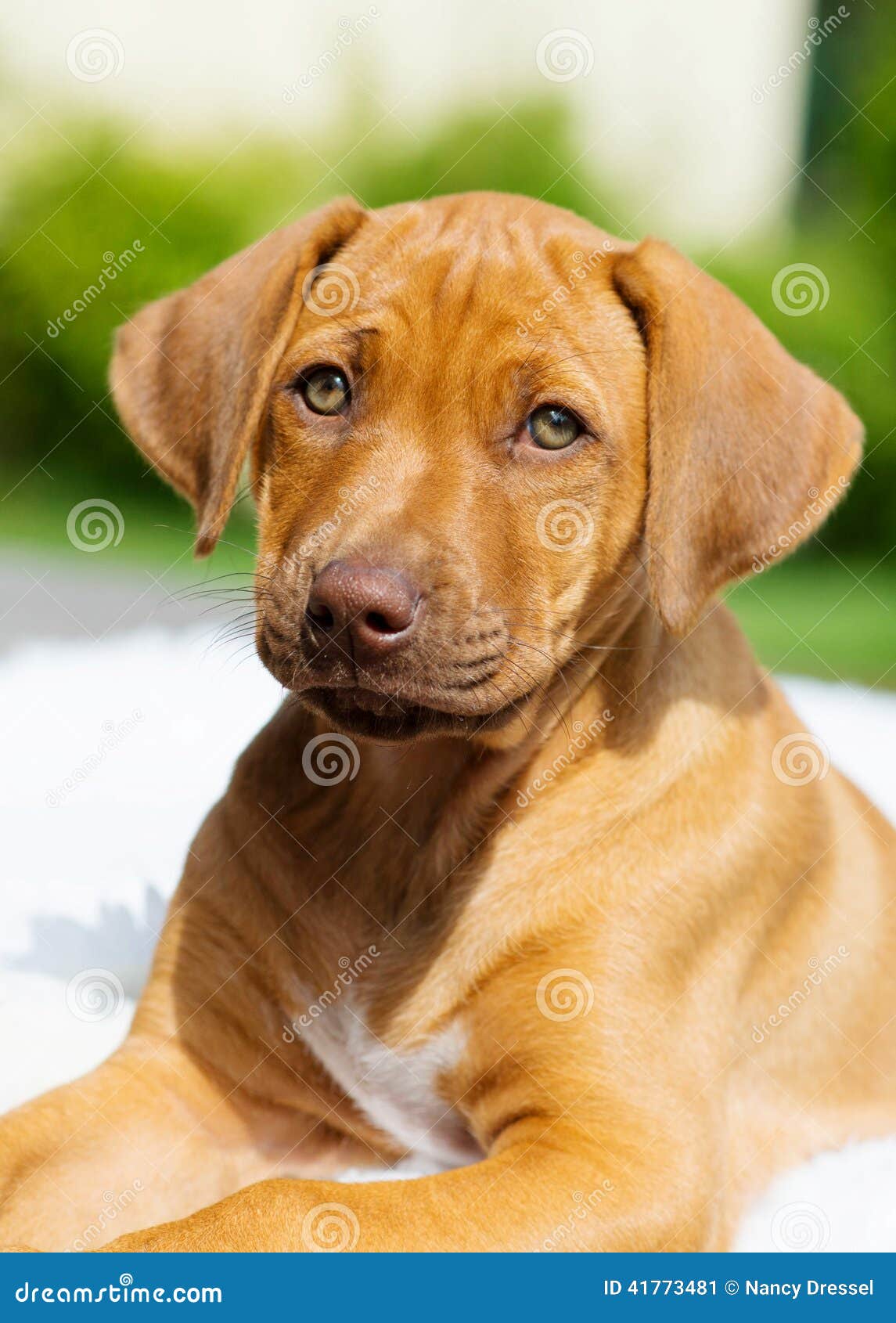 Cachorro Rhodesian Ridgeback Negro Everything To Know About The 3