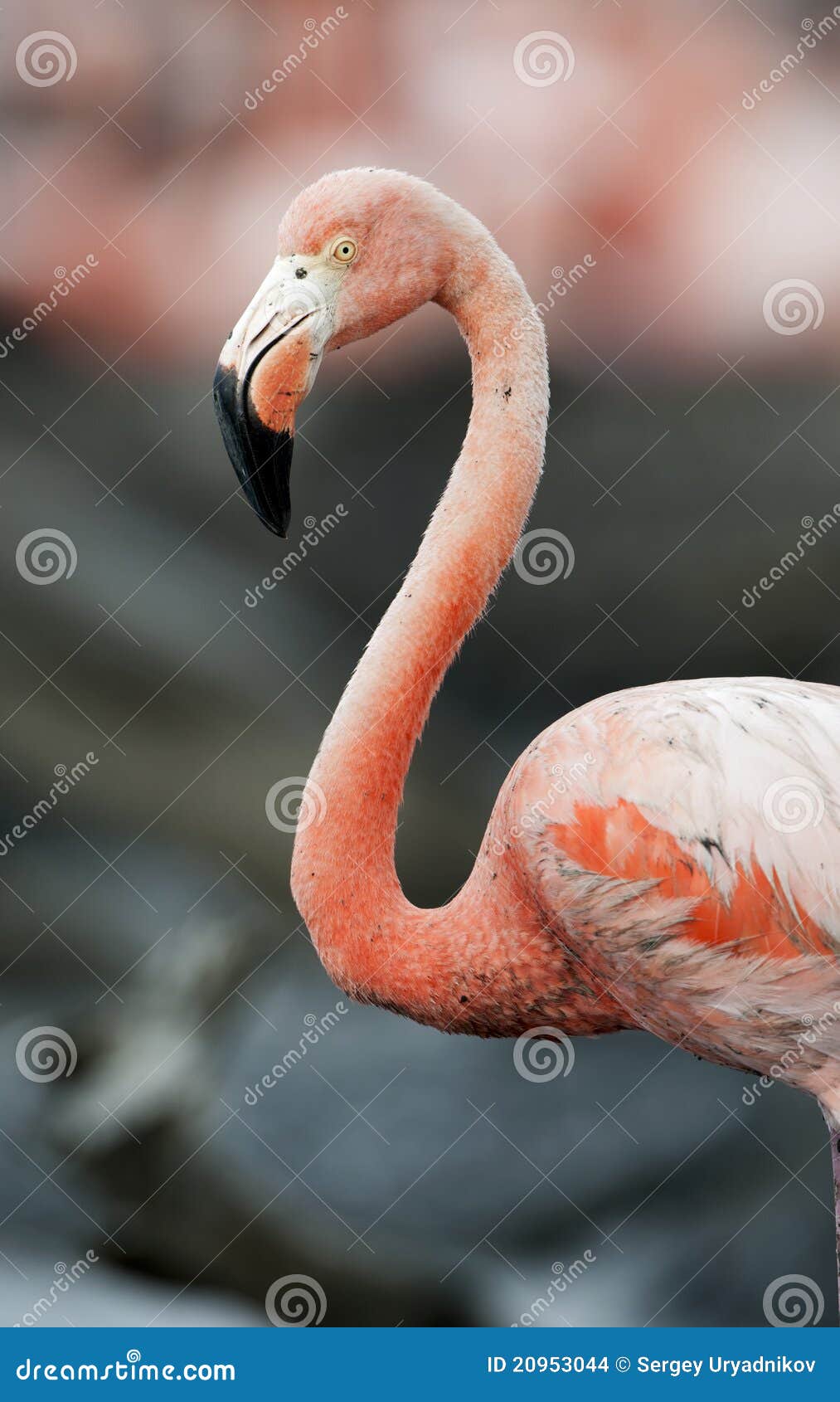 Retrato Do Flamingo Americano. Foto de Stock - Imagem de longo, fauna ...