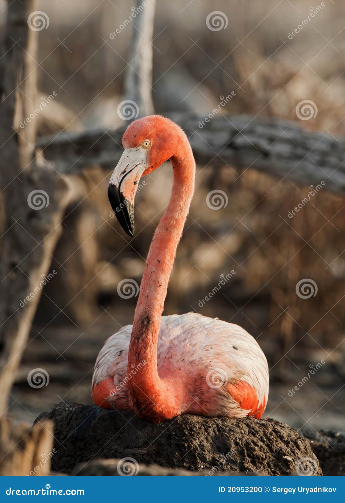 Retrato Do Flamingo Americano. Foto de Stock - Imagem de retrato, fauna ...