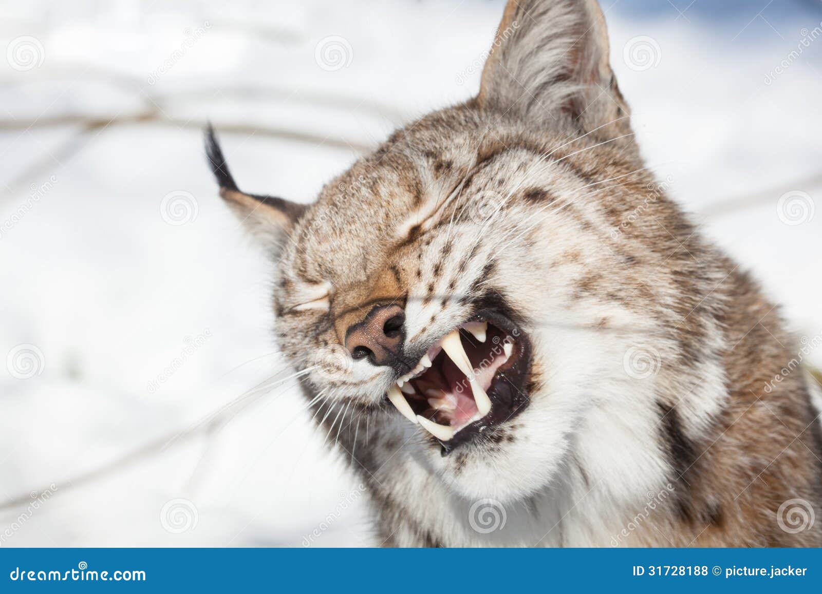 Retrato do lince foto de stock. Imagem de selvagem, branco - 31728188