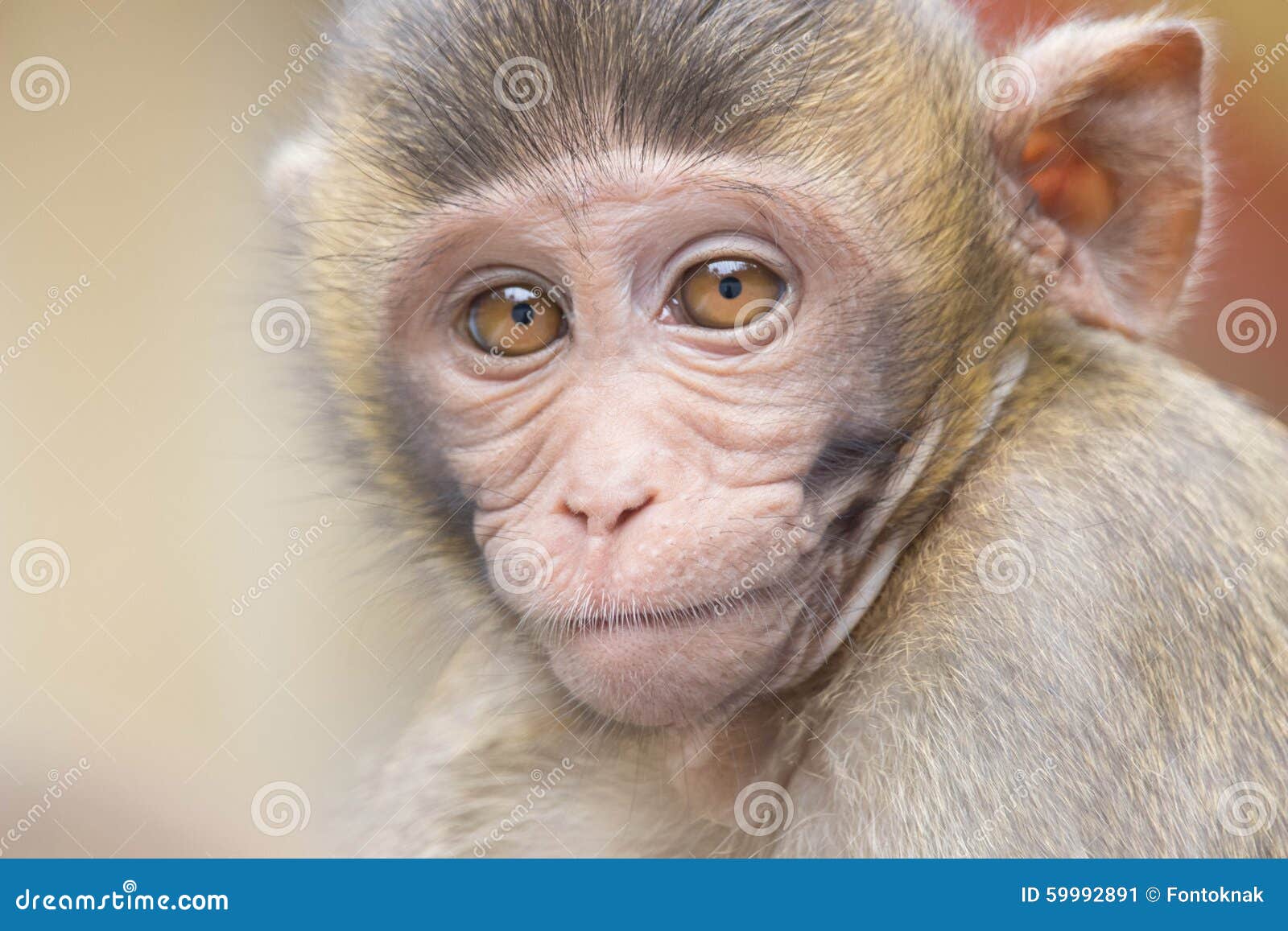 Retrato do macaco imagem de stock. Imagem de tailândia - 59992891