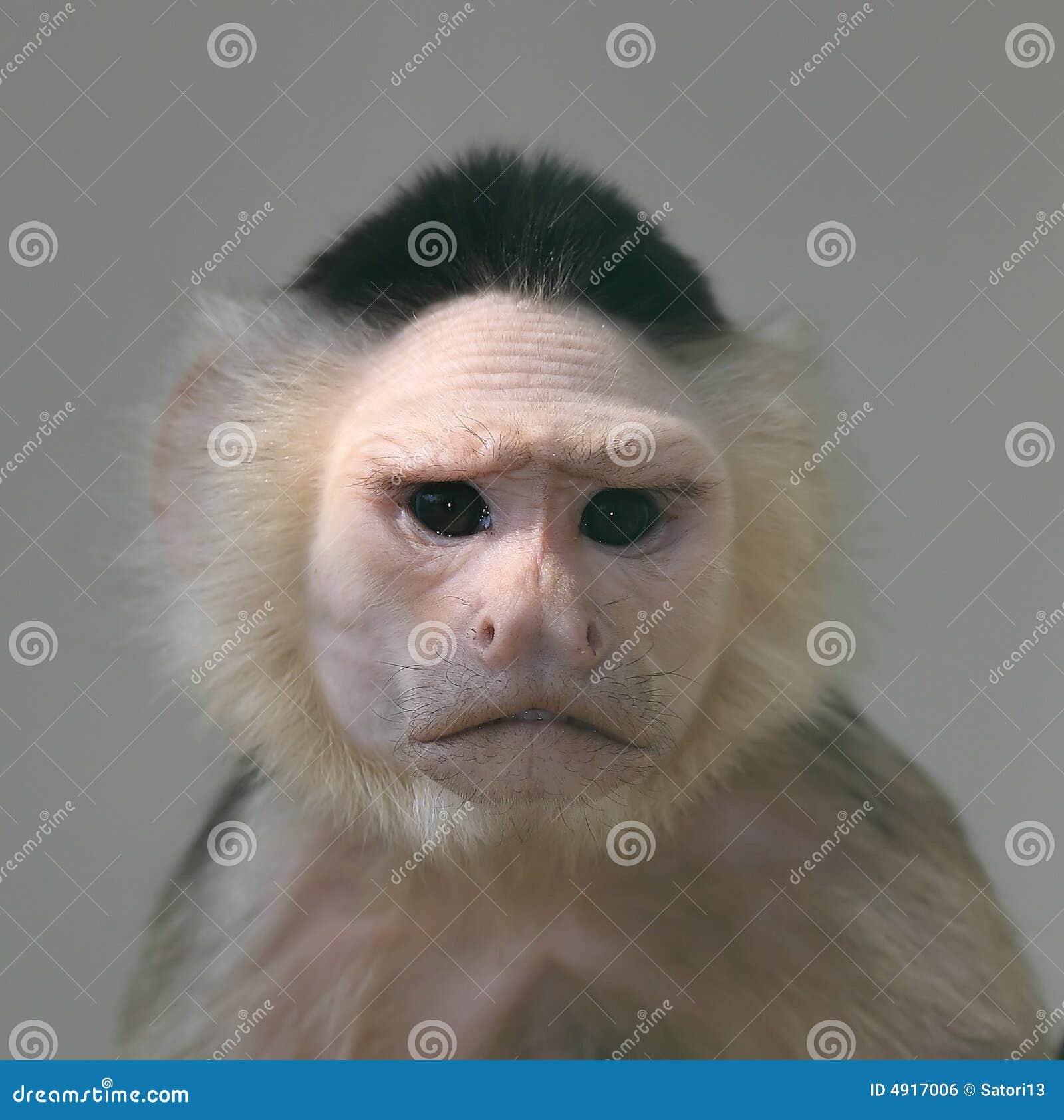 Retrato Do Macaco Do Capuchin Foto de Stock - Imagem de cabelo ...